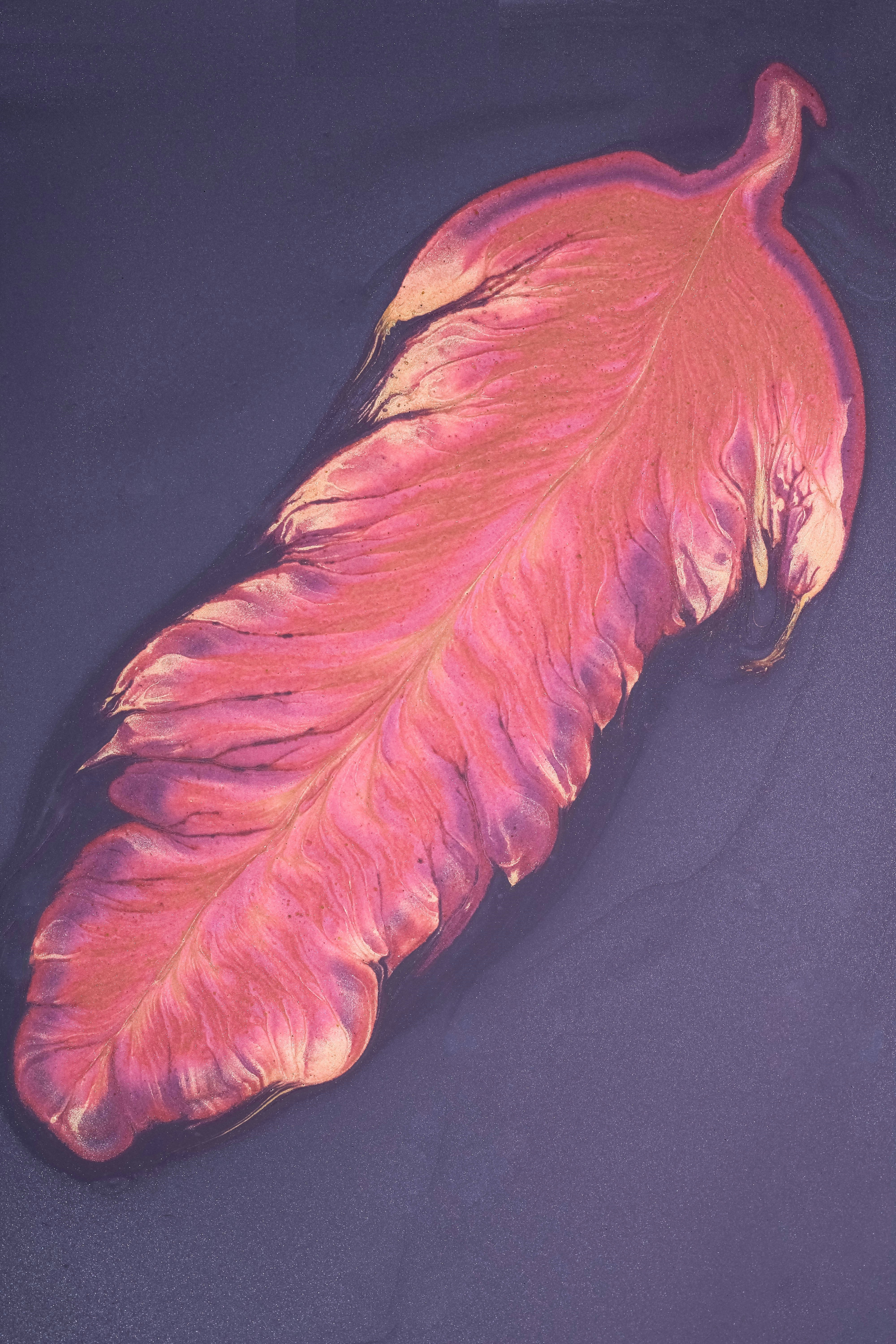 A pink sea creature photo – Free Art Image on Unsplash