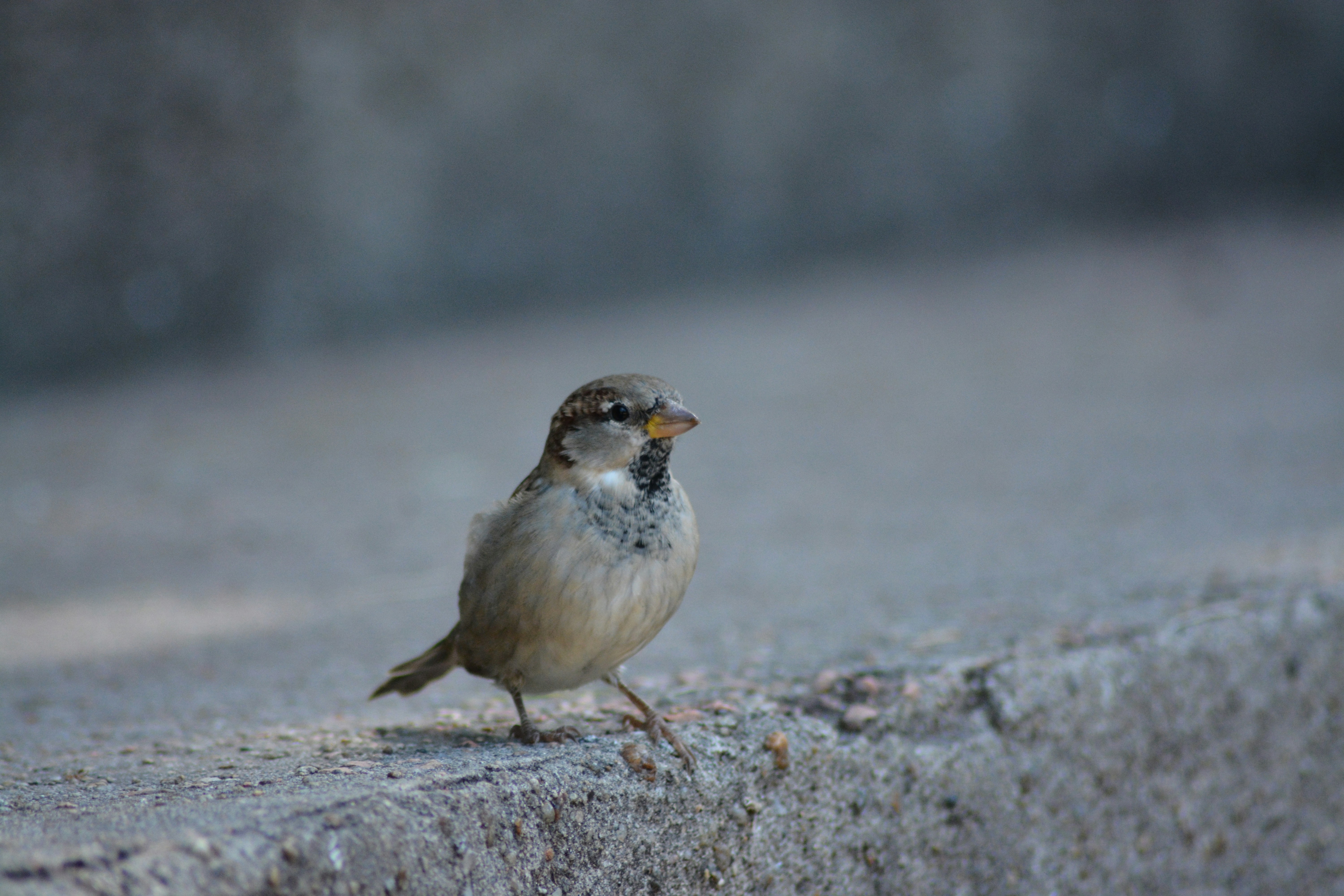 Sparrow standing on a concrete ledge with a blurred background.