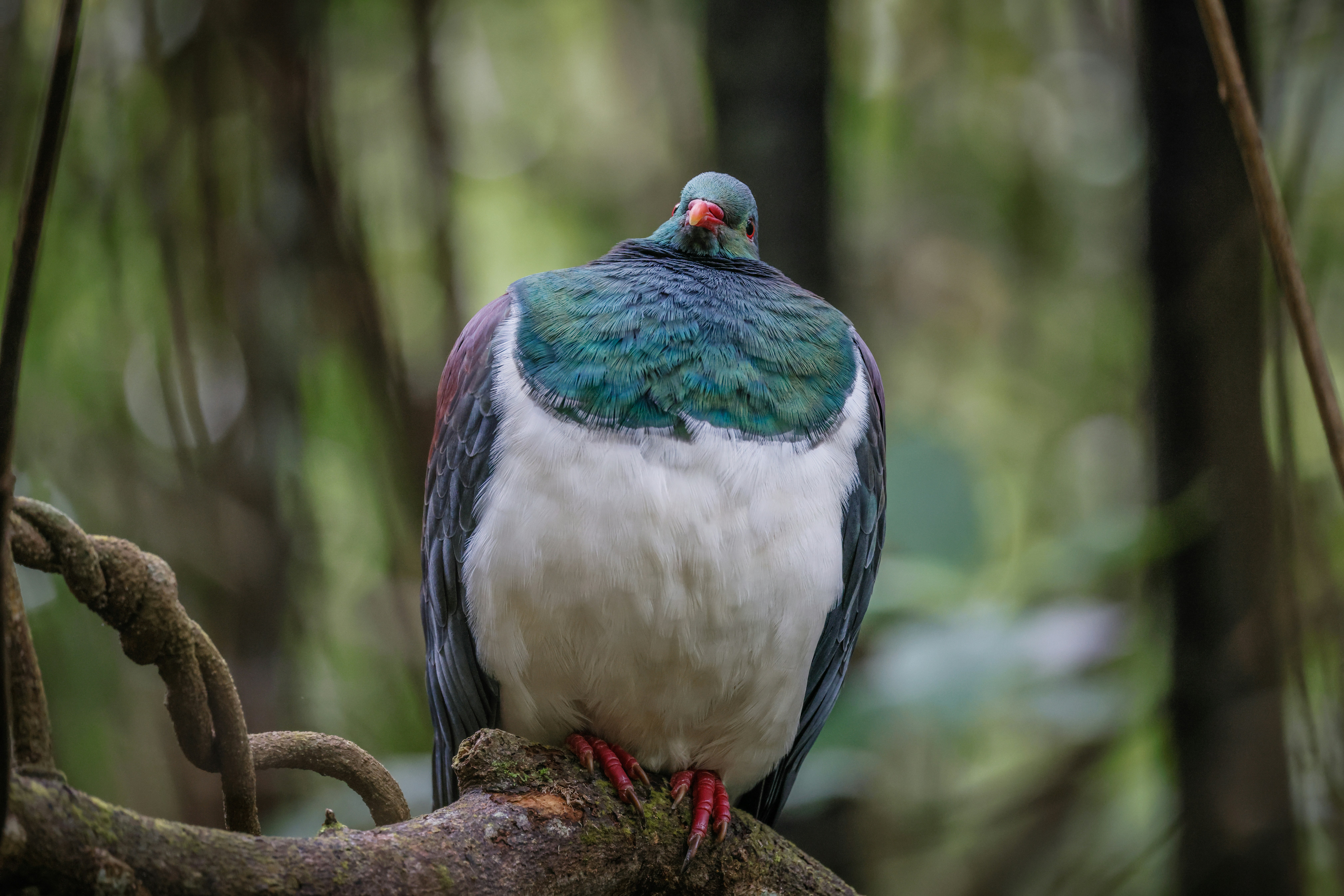 New Zealand native pigeon, Kererū