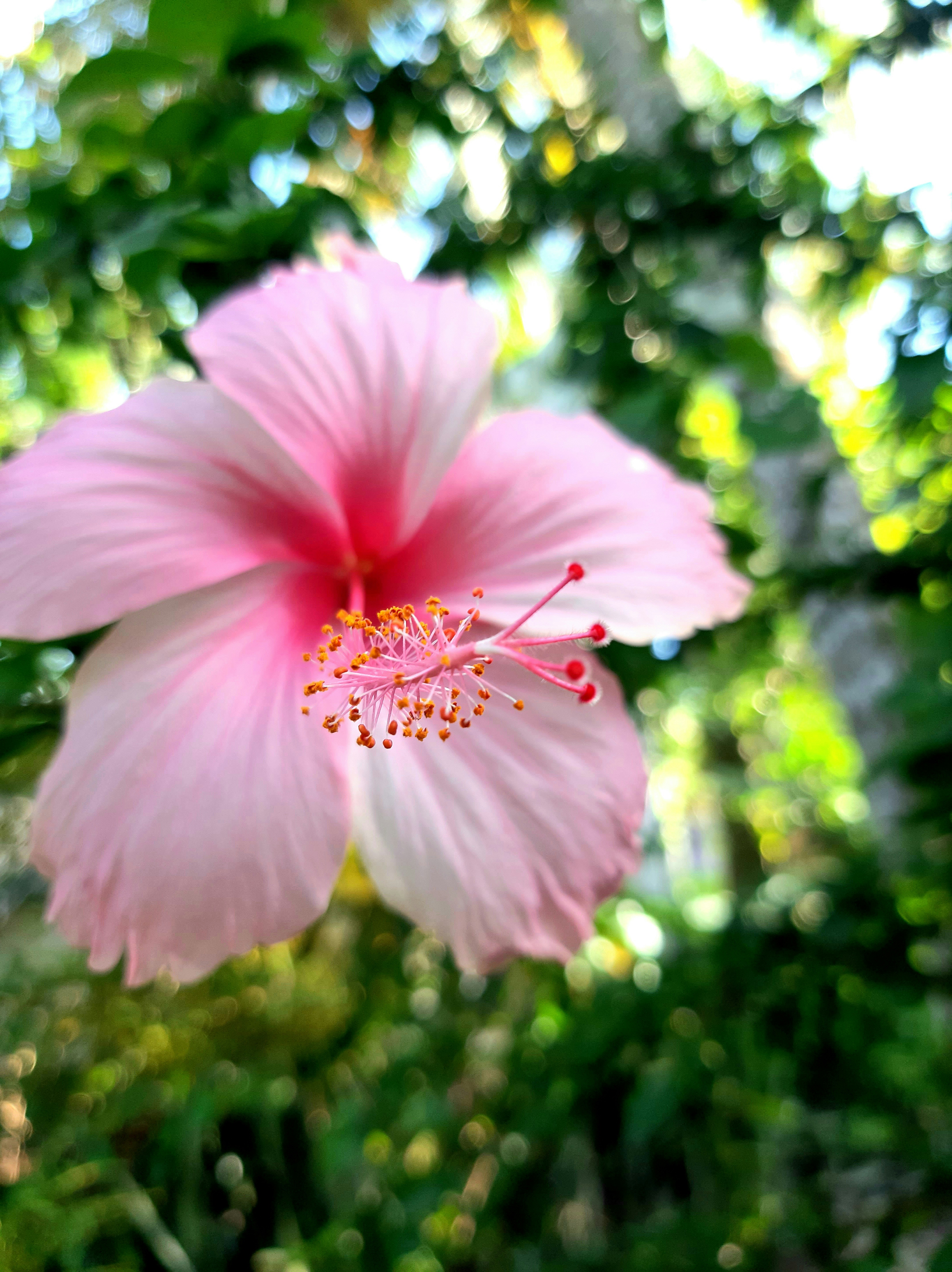 Macro photograph of a pink hibiscus blossom with a soft, blurred green background. The close-up focuses on the flower's prominent stamens and delicate petal texture.