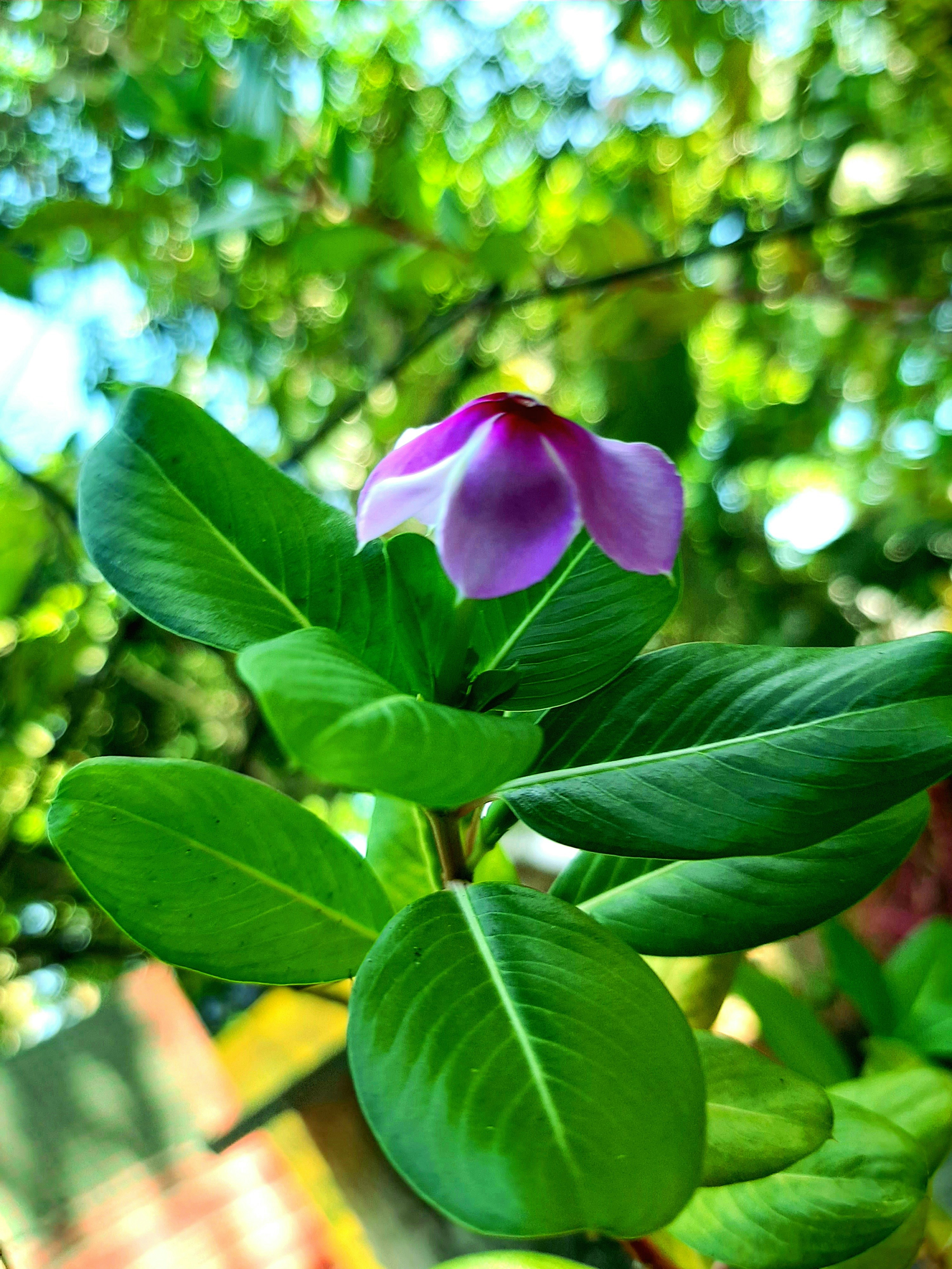 Violet Bloom Crowned by Emerald Leaves