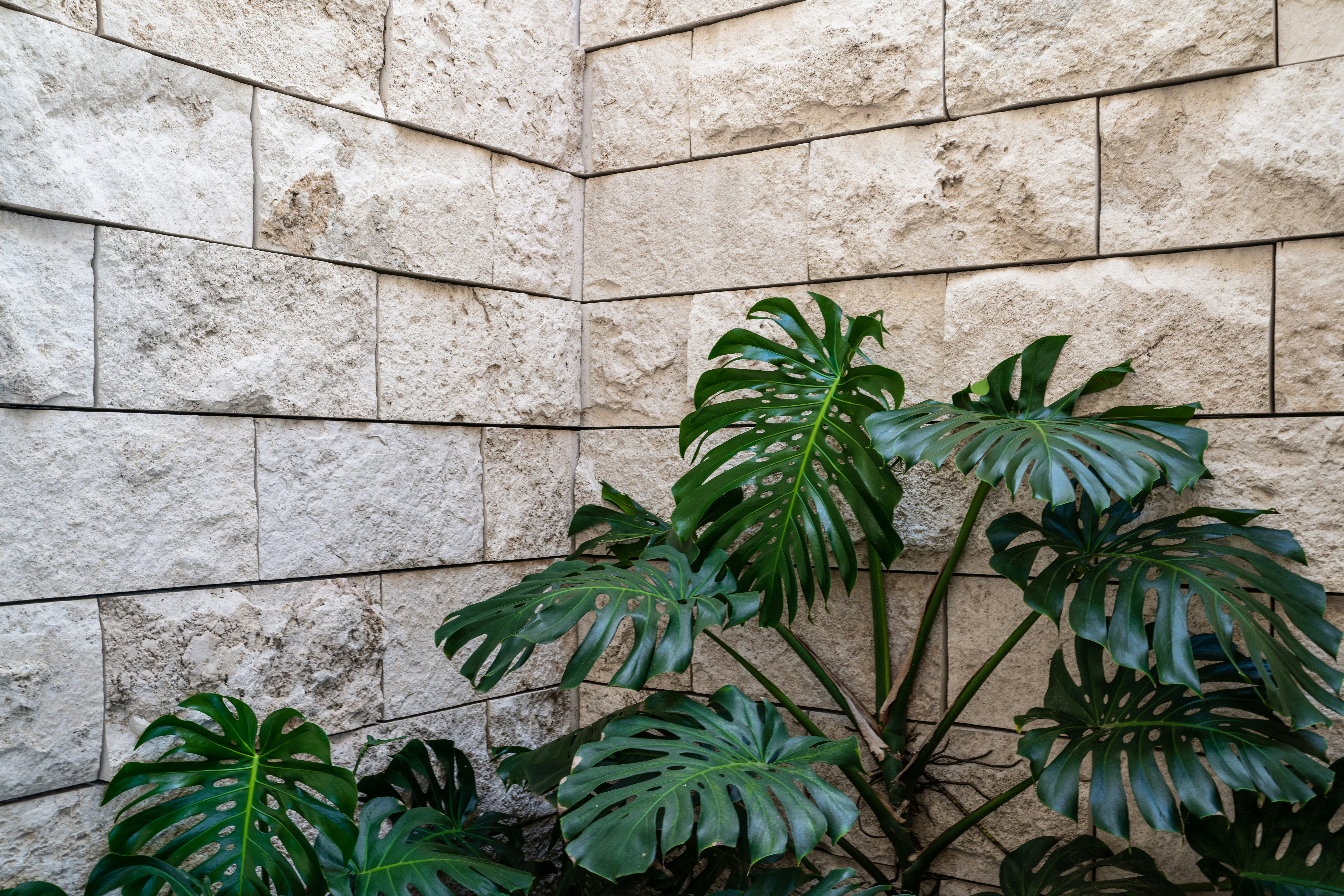 a group of plants next to a brick wall