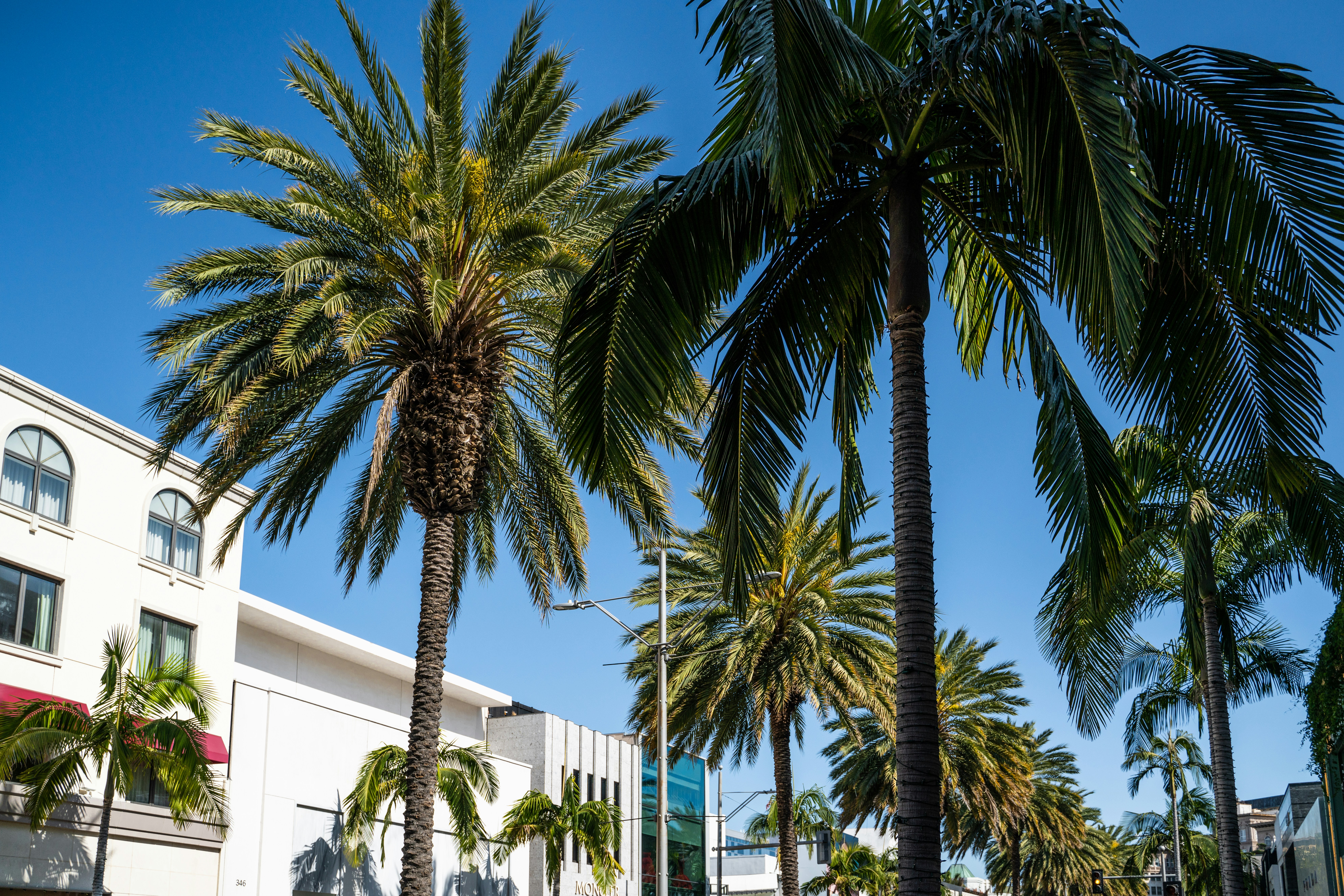 Palmiers devant un bâtiment photo – Photo Été Gratuite sur Unsplash