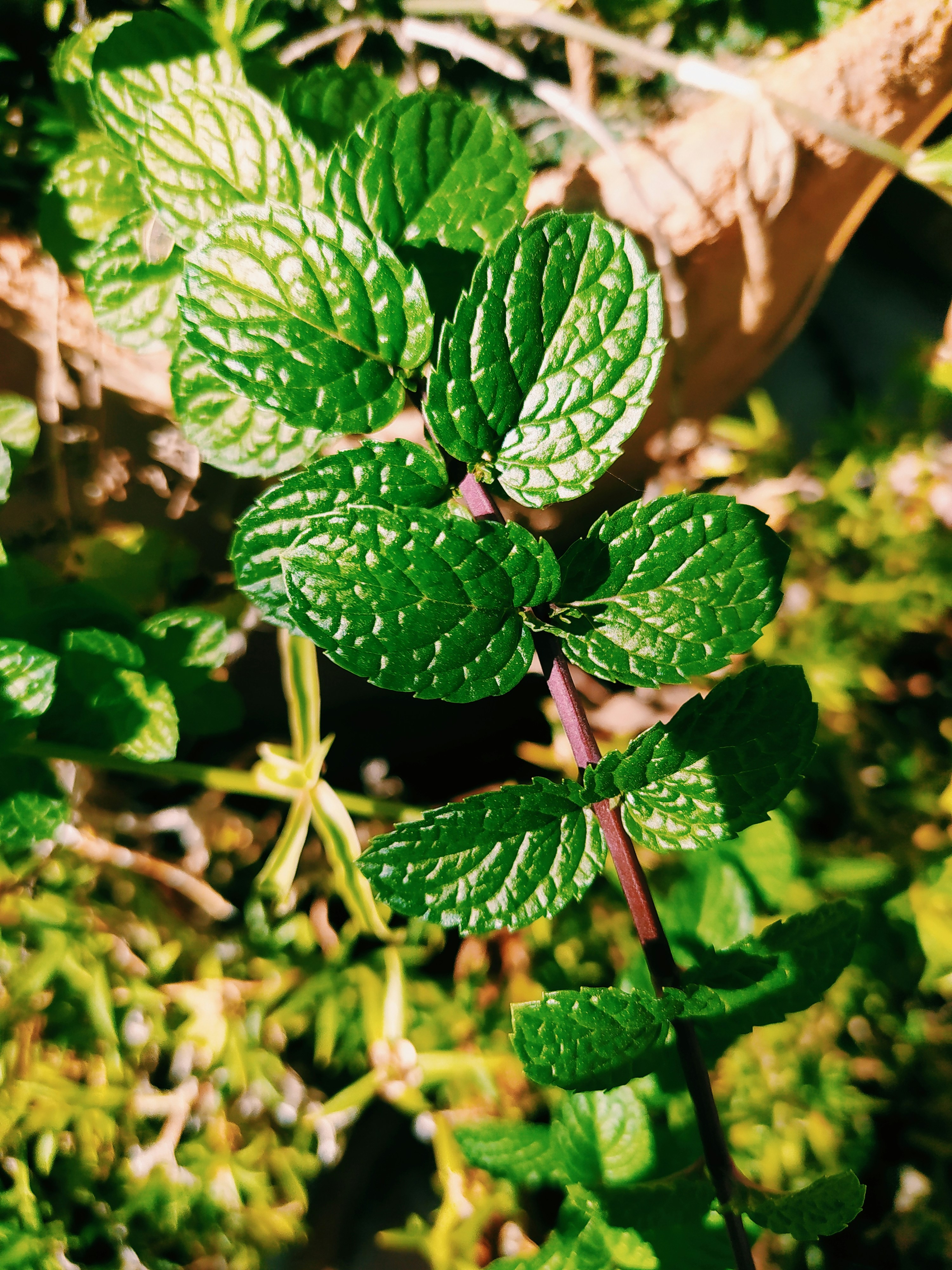 Gros plan d’une plante photo – Photo Herbes Gratuite sur Unsplash