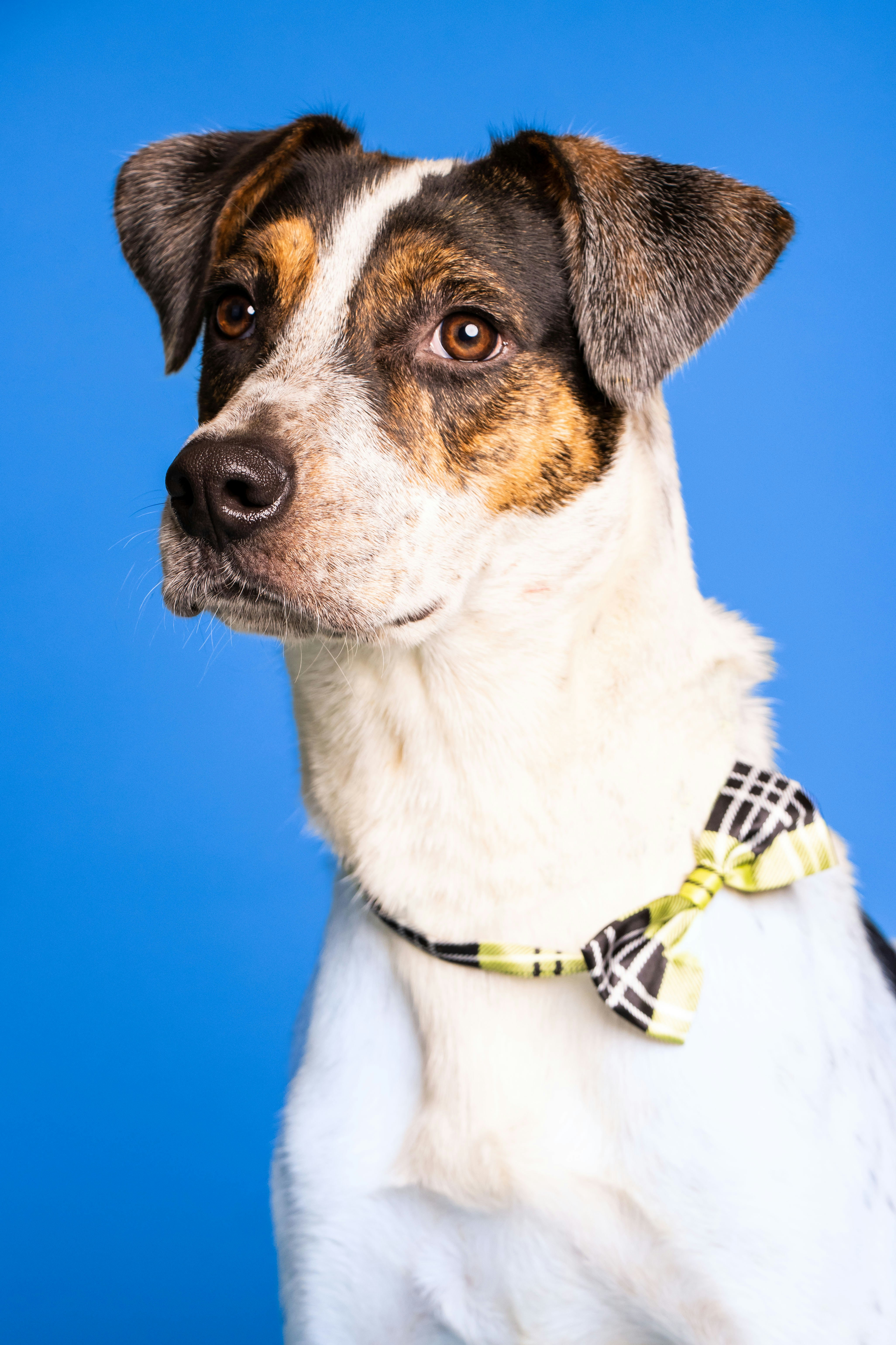 Un perro con collar foto – Imagen de Perro gratuita en Unsplash