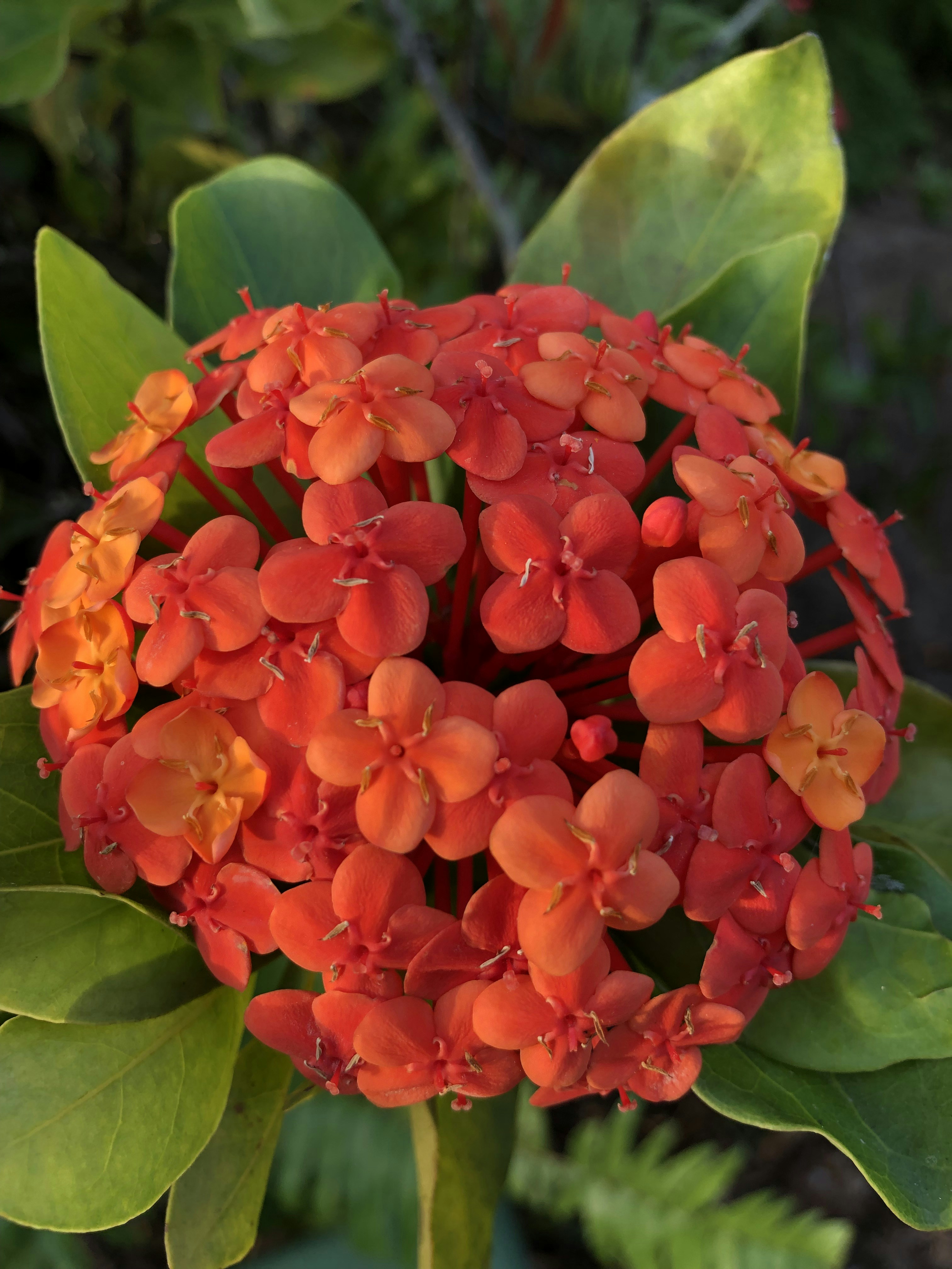 Walking around Port Douglas, Australia it is not uncommon to find a beautiful plant topped with vibrant colors.