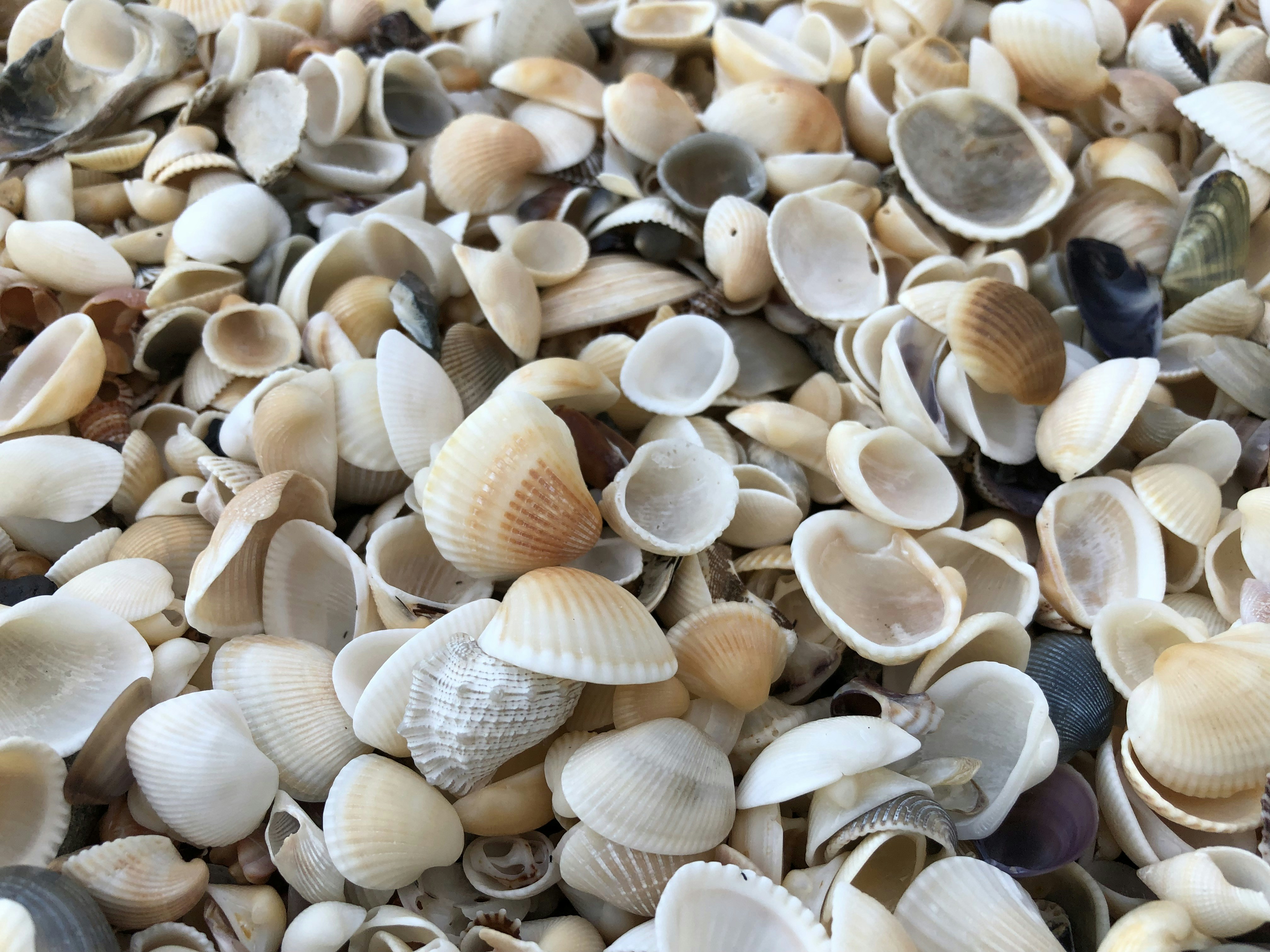 Shell Beach Pictures | Download Free Images on Unsplash