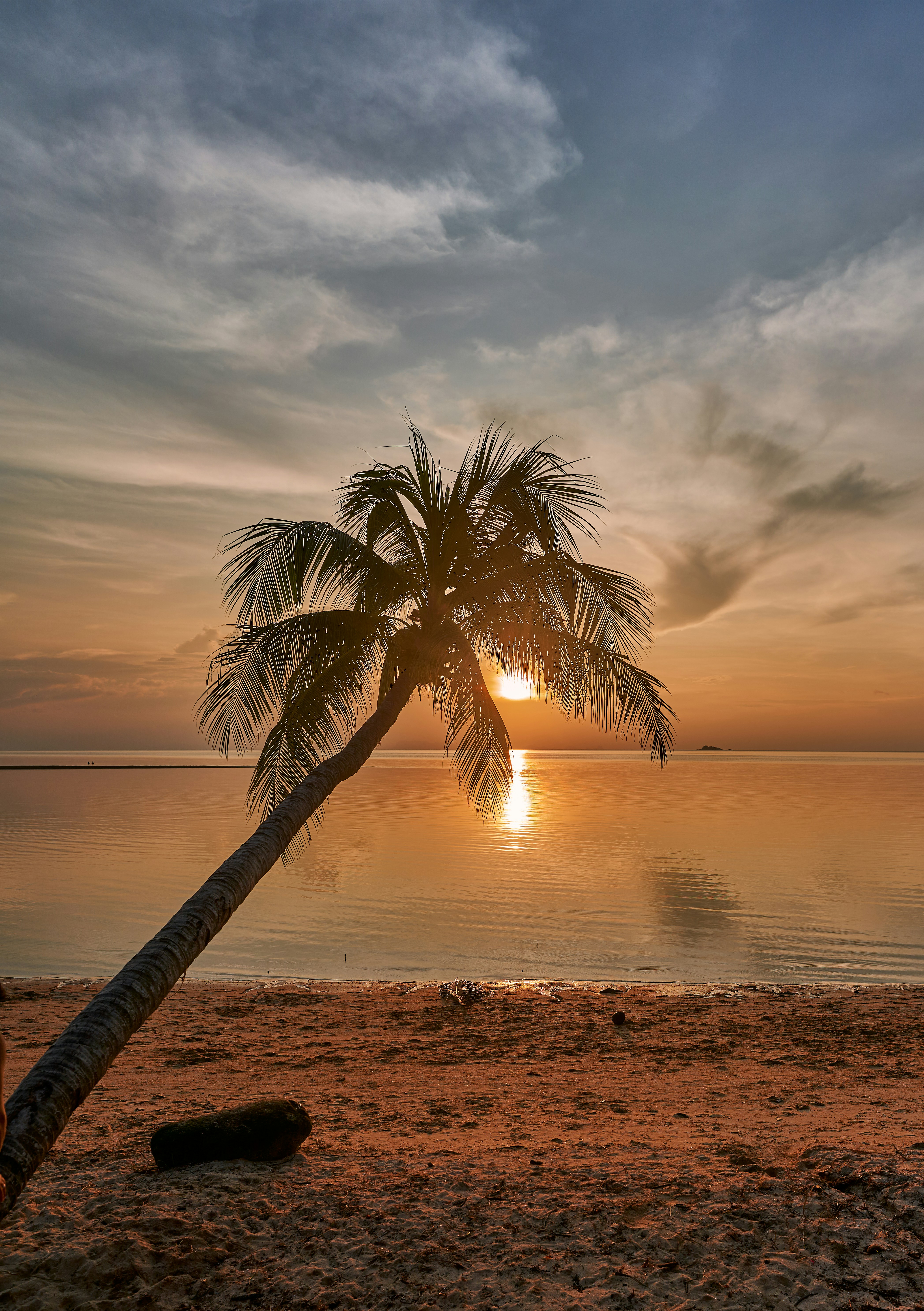 A palm tree on a beach photo – Free Ko pha-ngan district Image on Unsplash