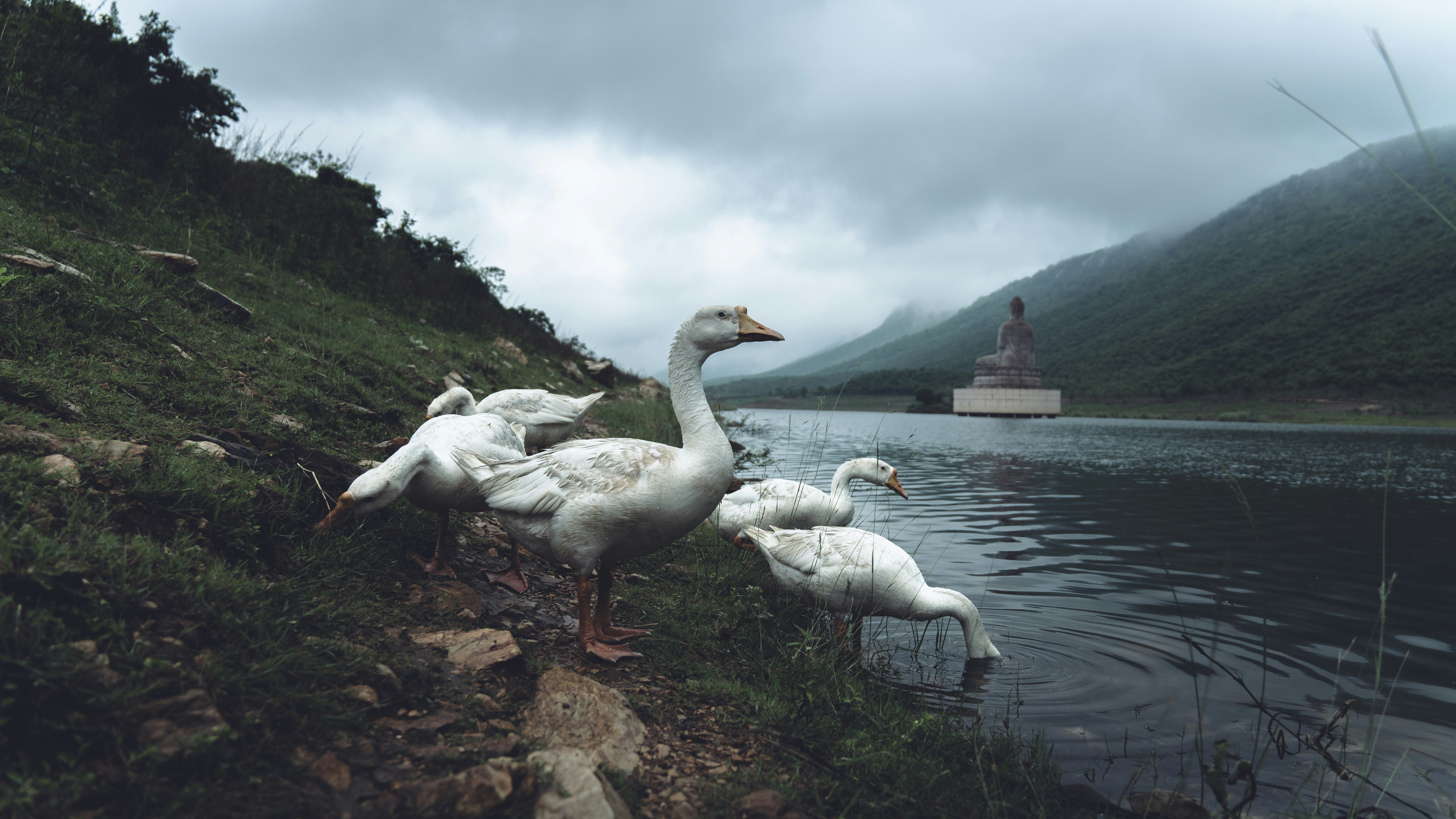 A group of geese on a rocky shore photo – Free Ghora katora view point ...