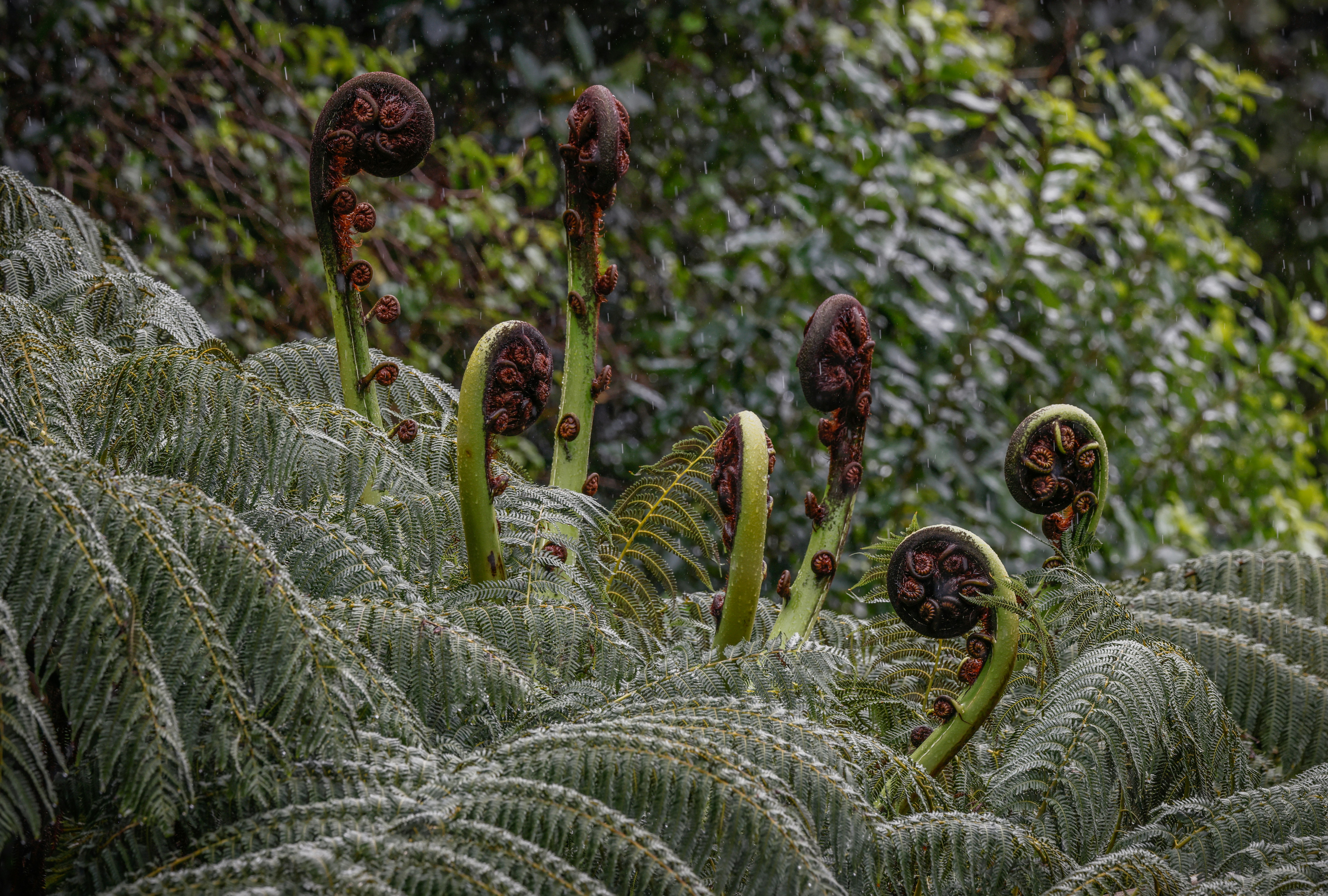 Tree Ferns, New Zealand