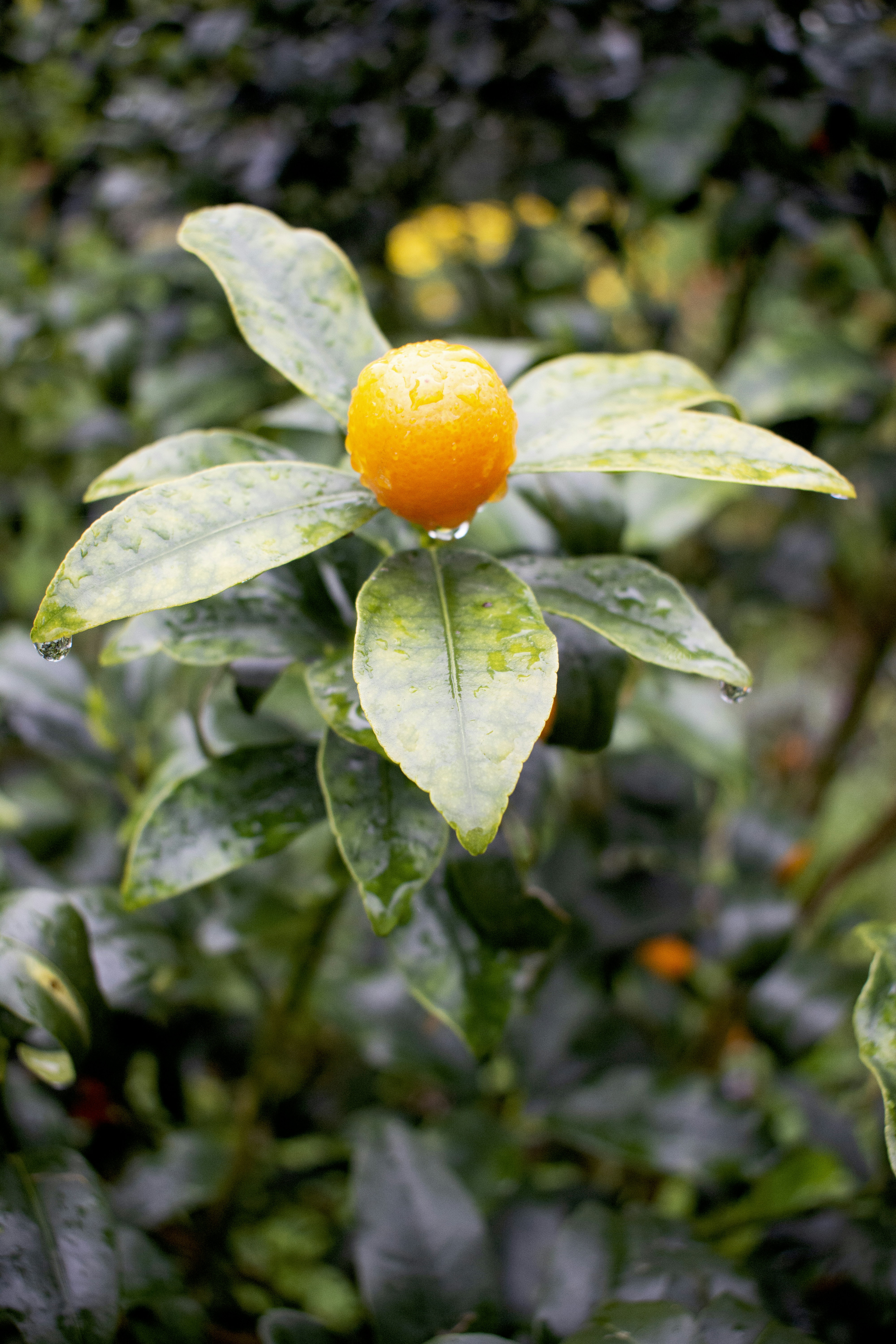 A close-up of a fruit photo – Free Australia Image on Unsplash