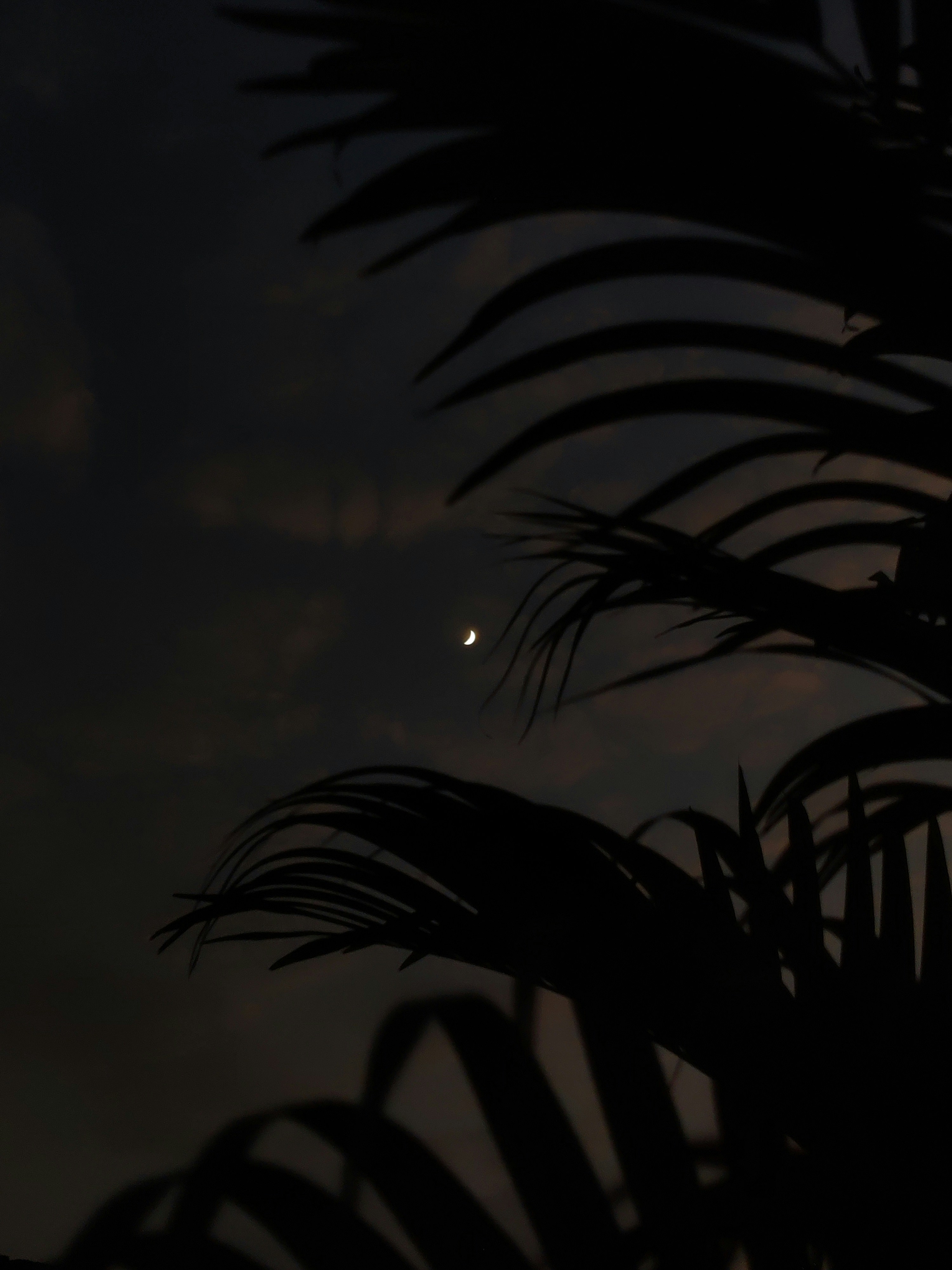 Night photograph of a crescent moon peeking through silhouetted palm fronds against a dark sky. Foreground leaves frame the scene with a moody silhouette.