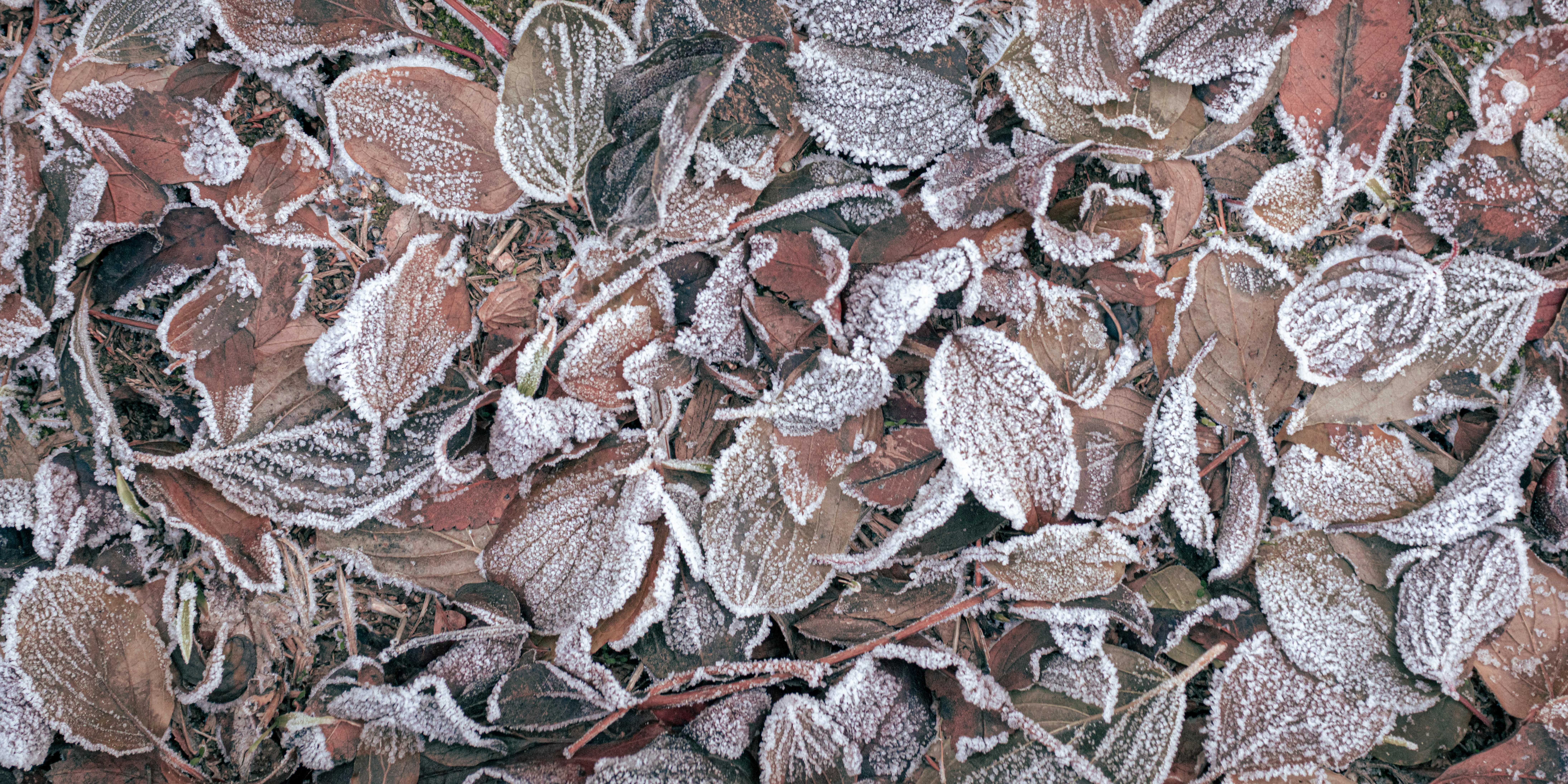 Crystal Lace on Frosted Leaves