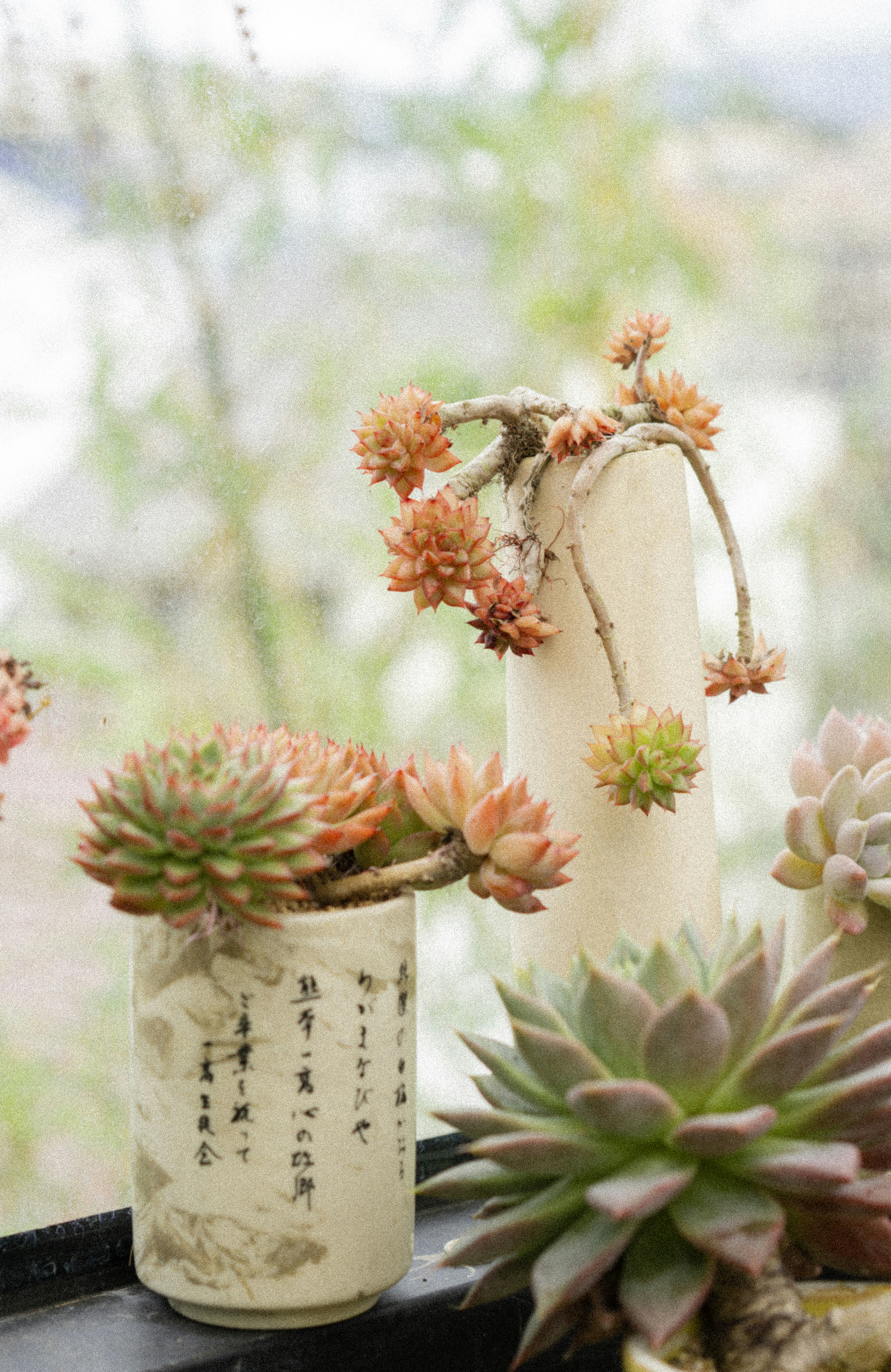 Rosette Succulents Spiral Around Ceramic Vases by a Sunlit Window