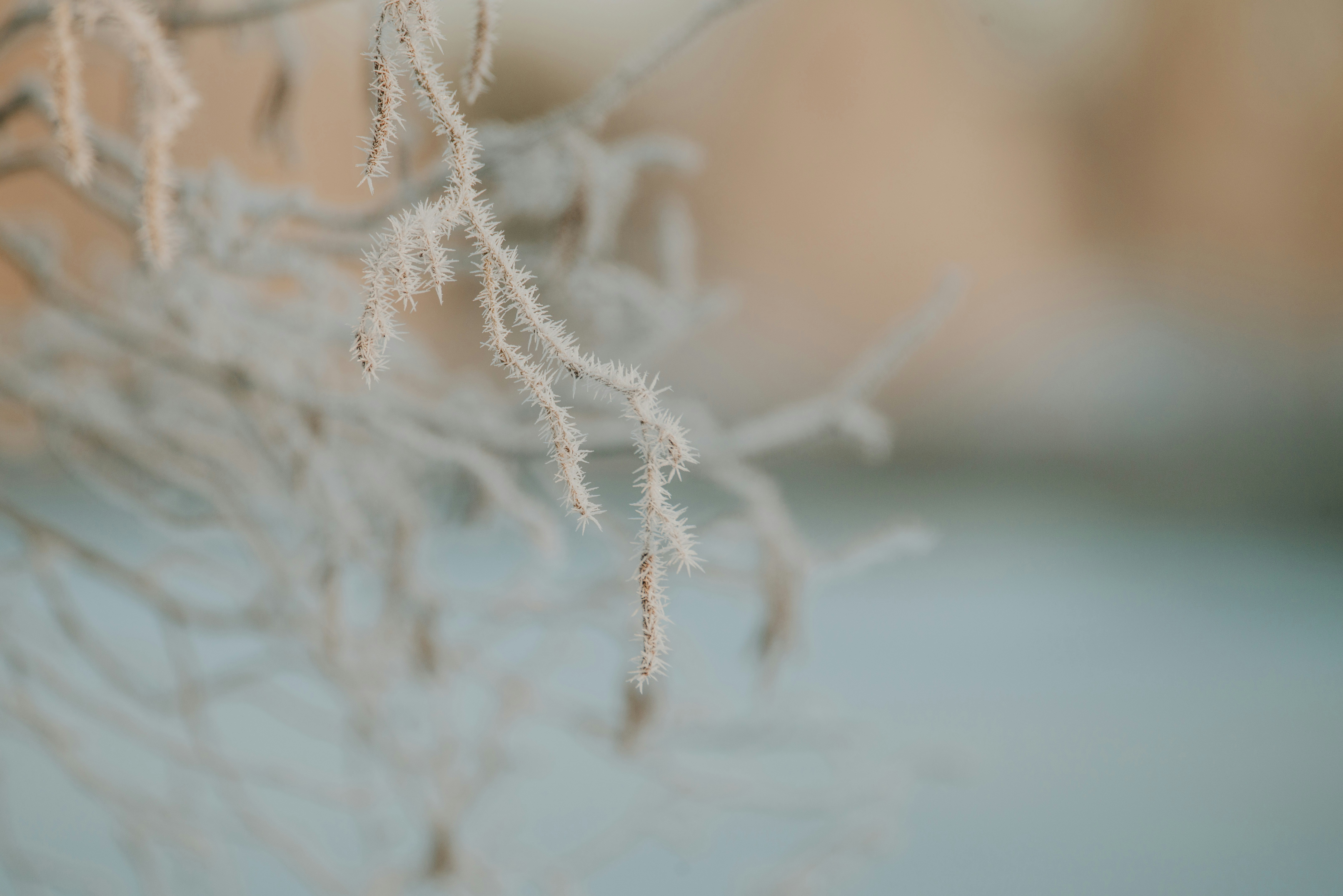 A close up of some frost on a branch photo – Free Ice Image on Unsplash