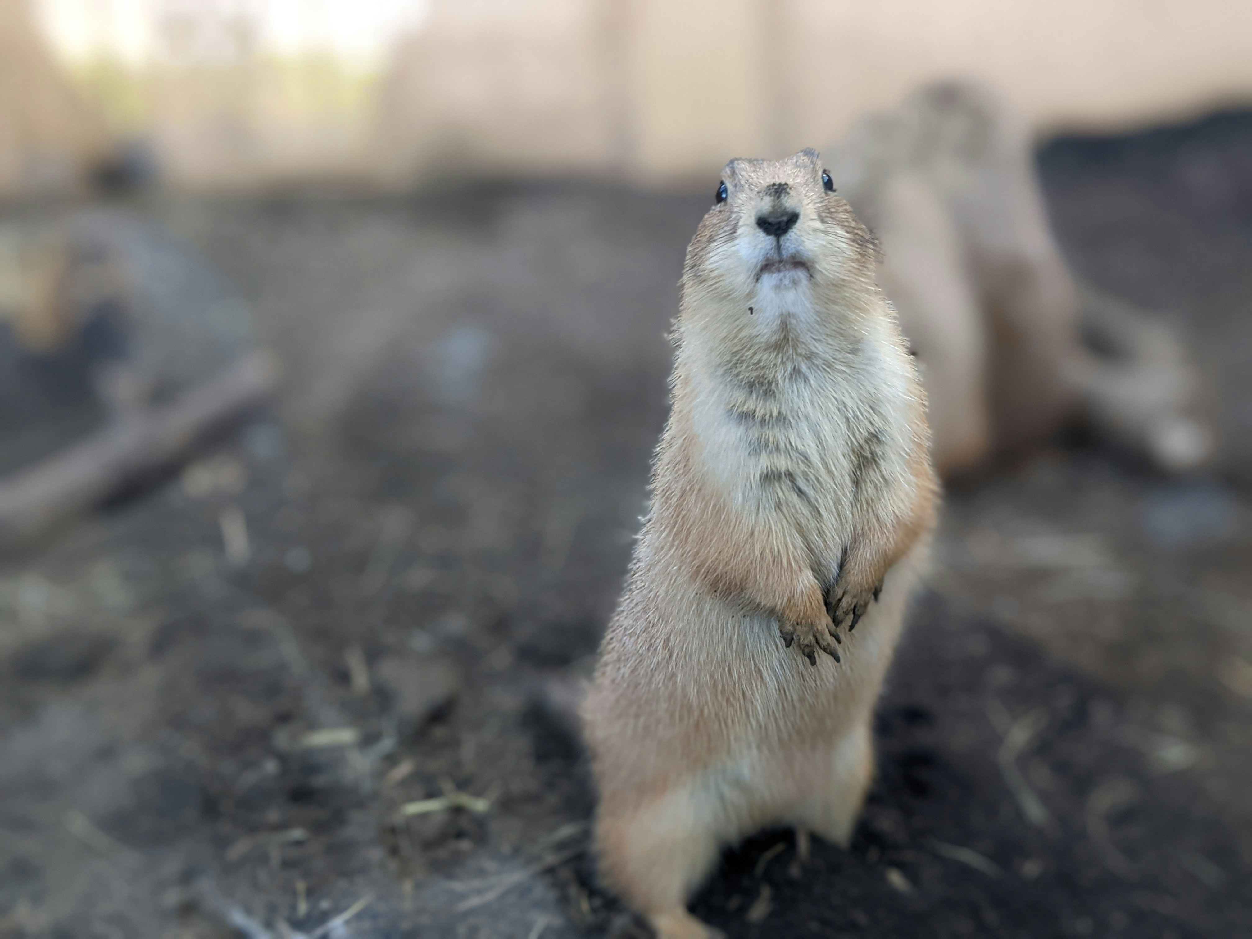 Curious Ground Sentry: A Prairie Dog Stands Tall