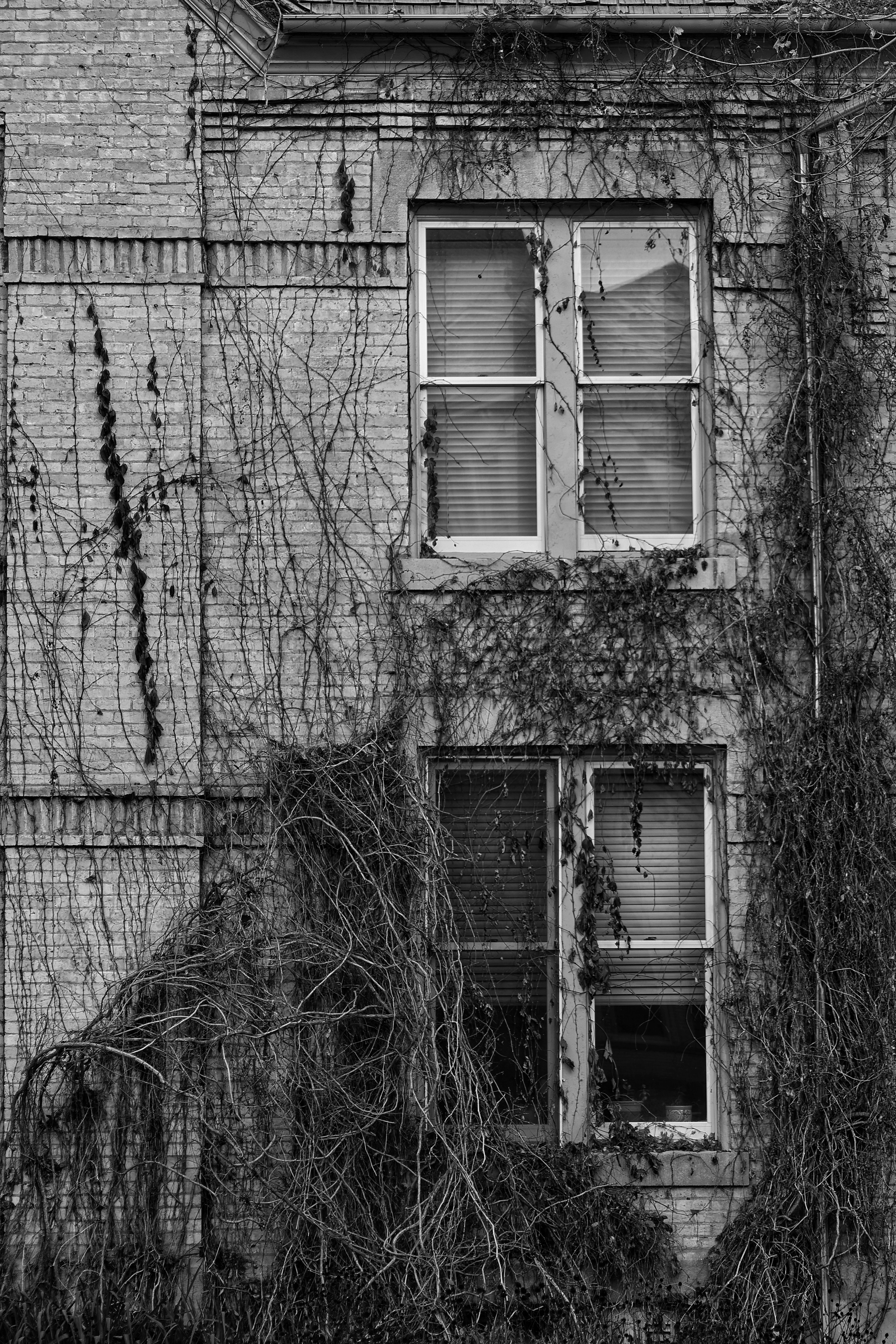 a building with windows and vines growing on the side