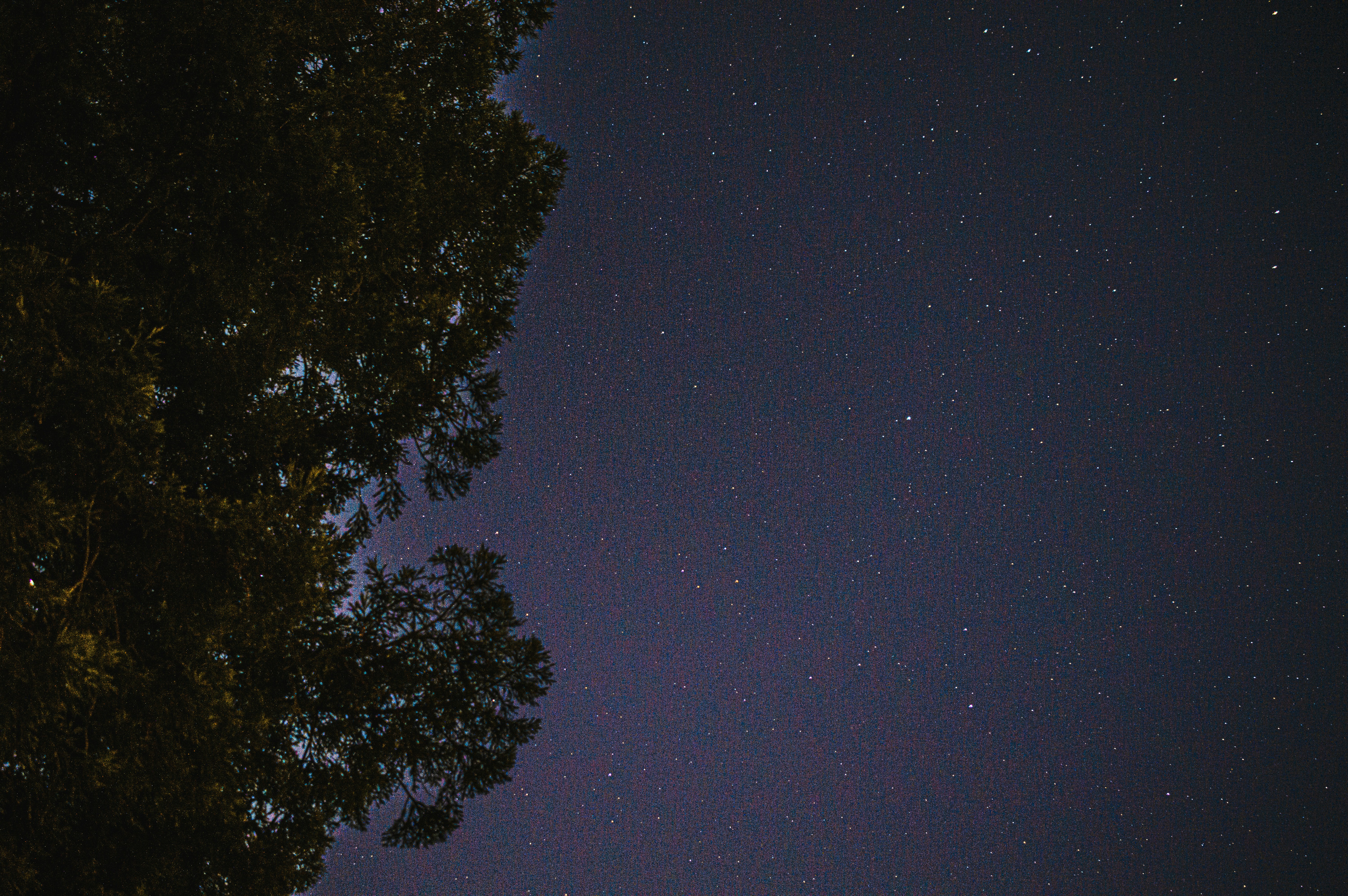 Starry night sky with silhouetted tree branches on the left.