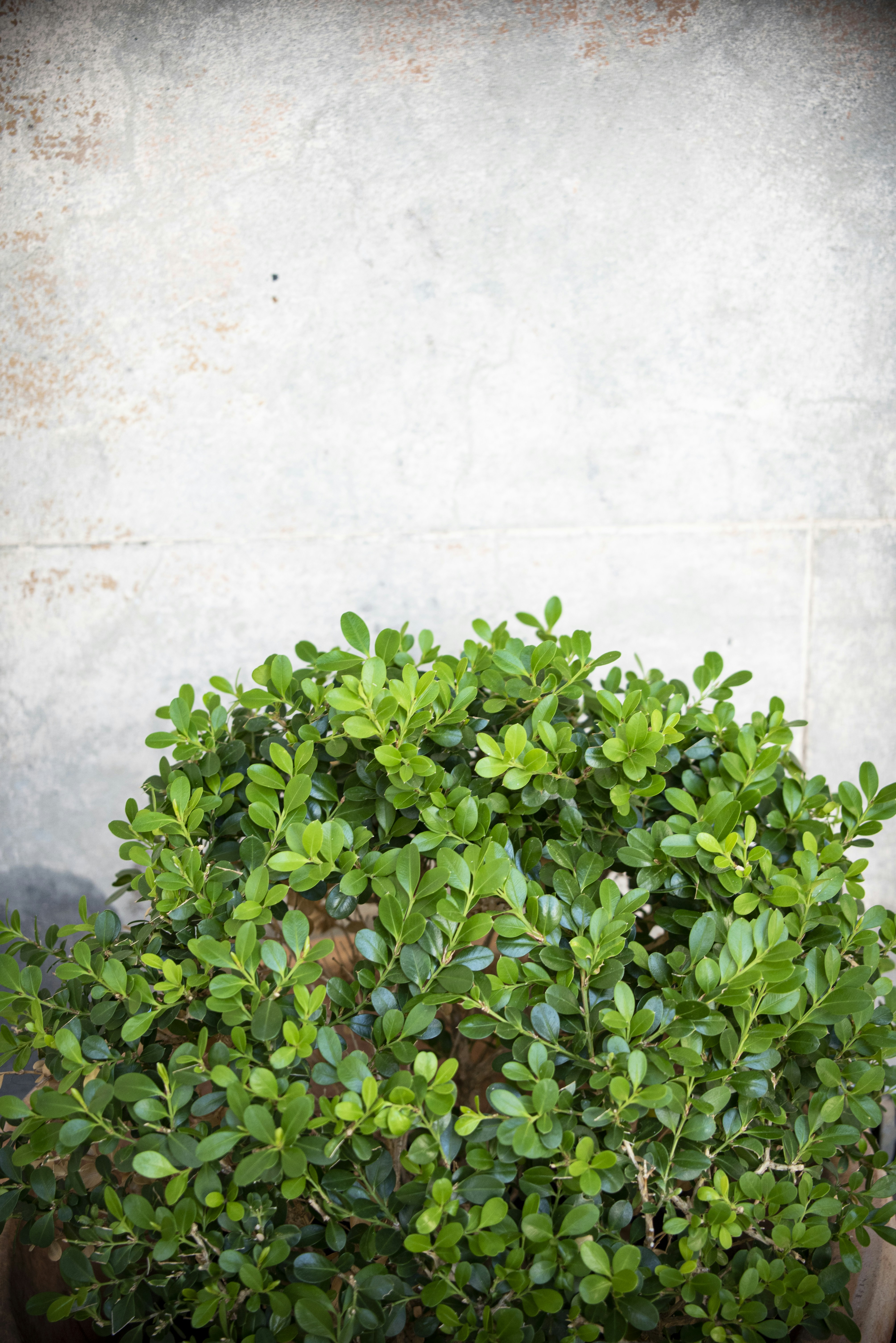 Verdant Crown: A Dense Hedge Framed by Weathered Concrete