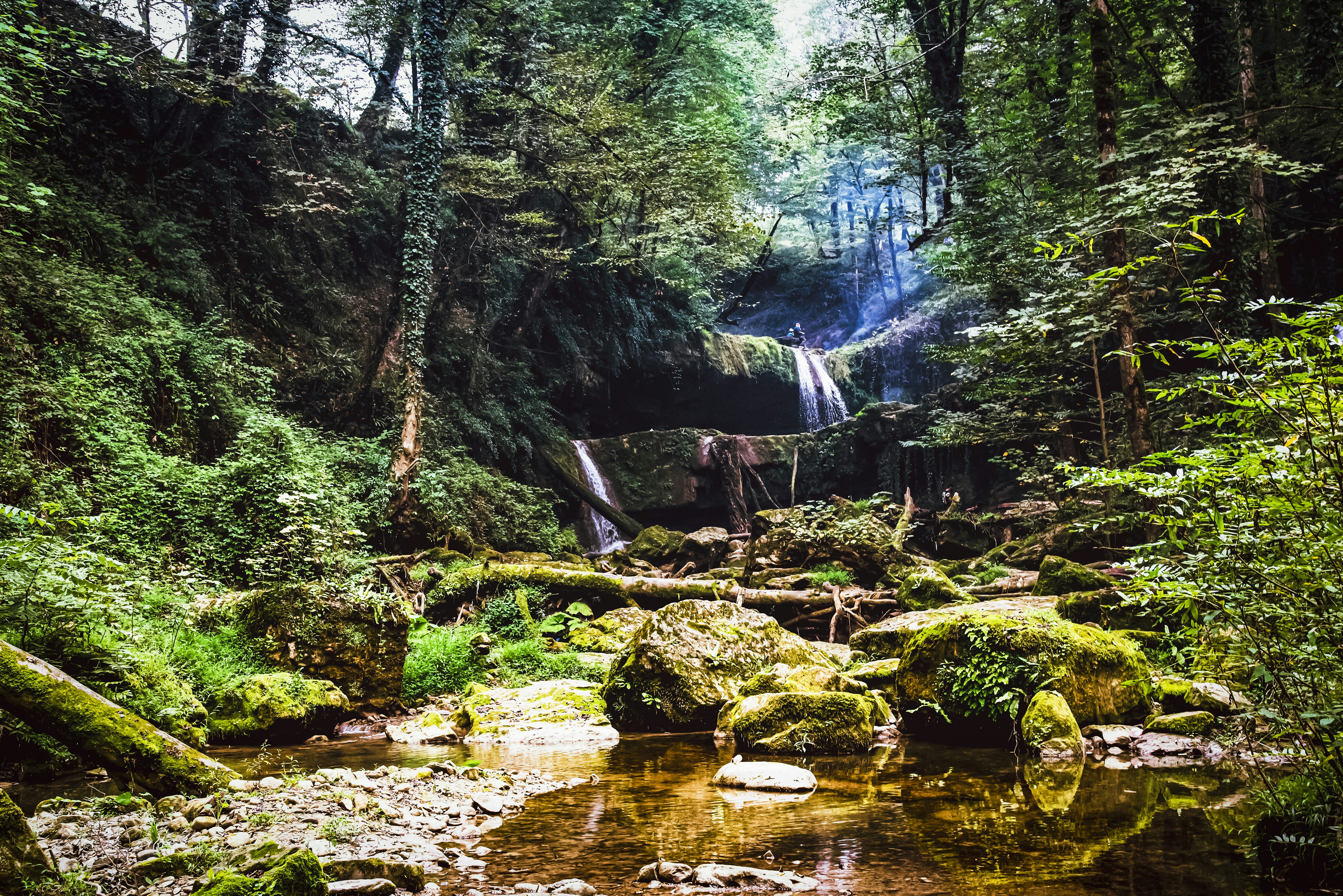 A stream in a forest photo – Free Savadkooh.north of iran Image on Unsplash