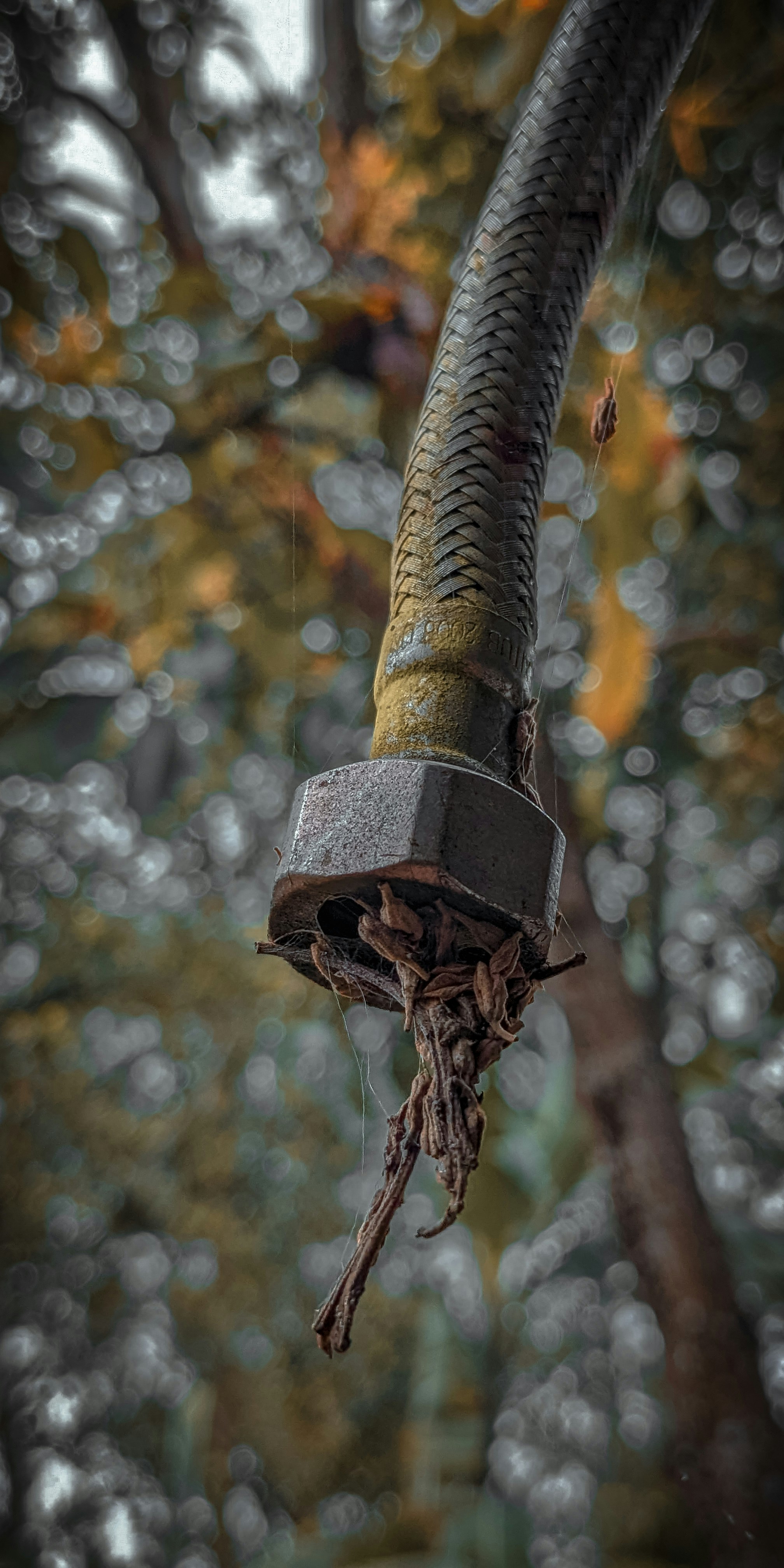 Rusty Braided Hose End in Autumn Light