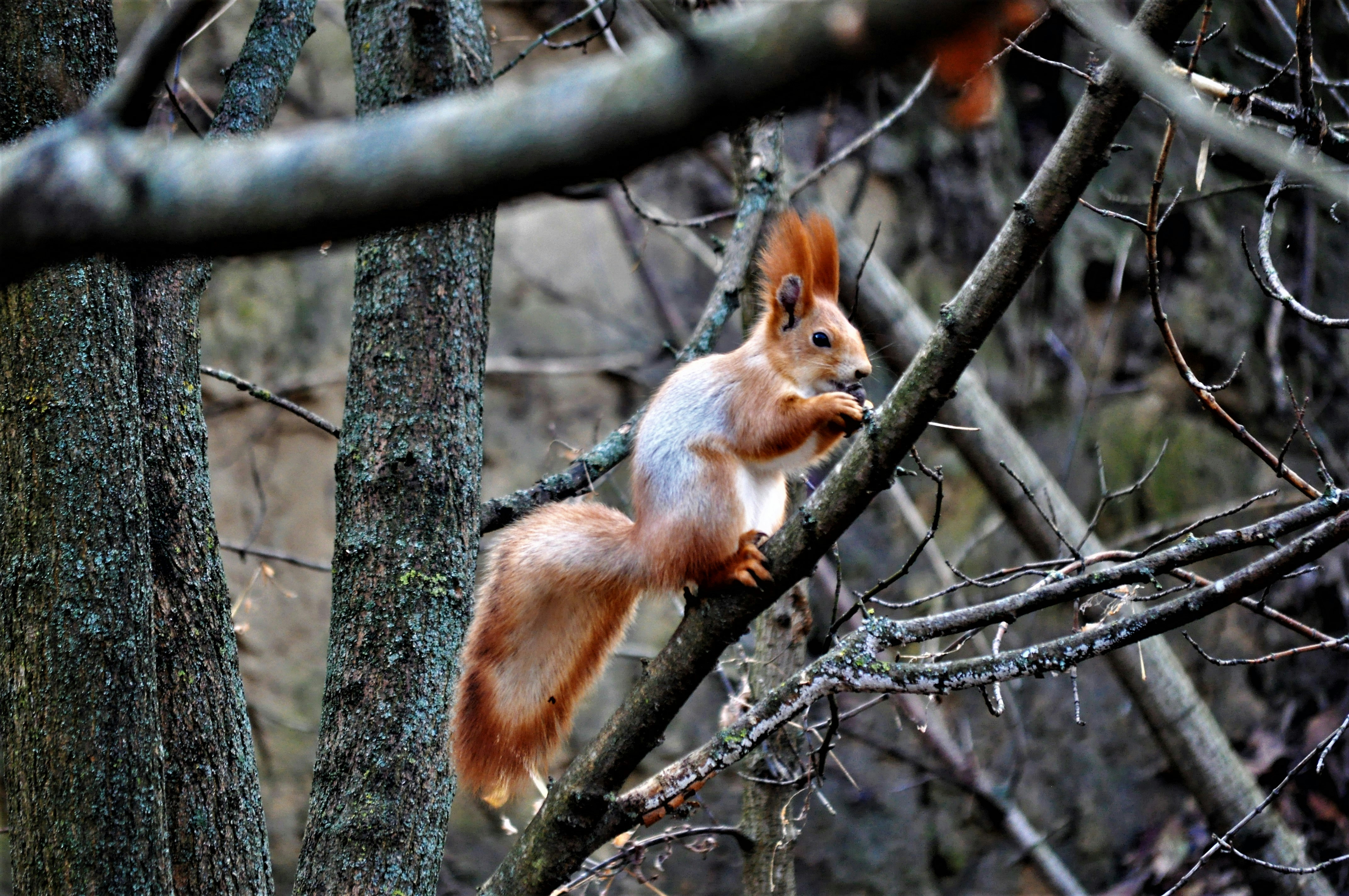 Red Squirrel Perched Amid Winter Branches: a Moment of Curiosity
