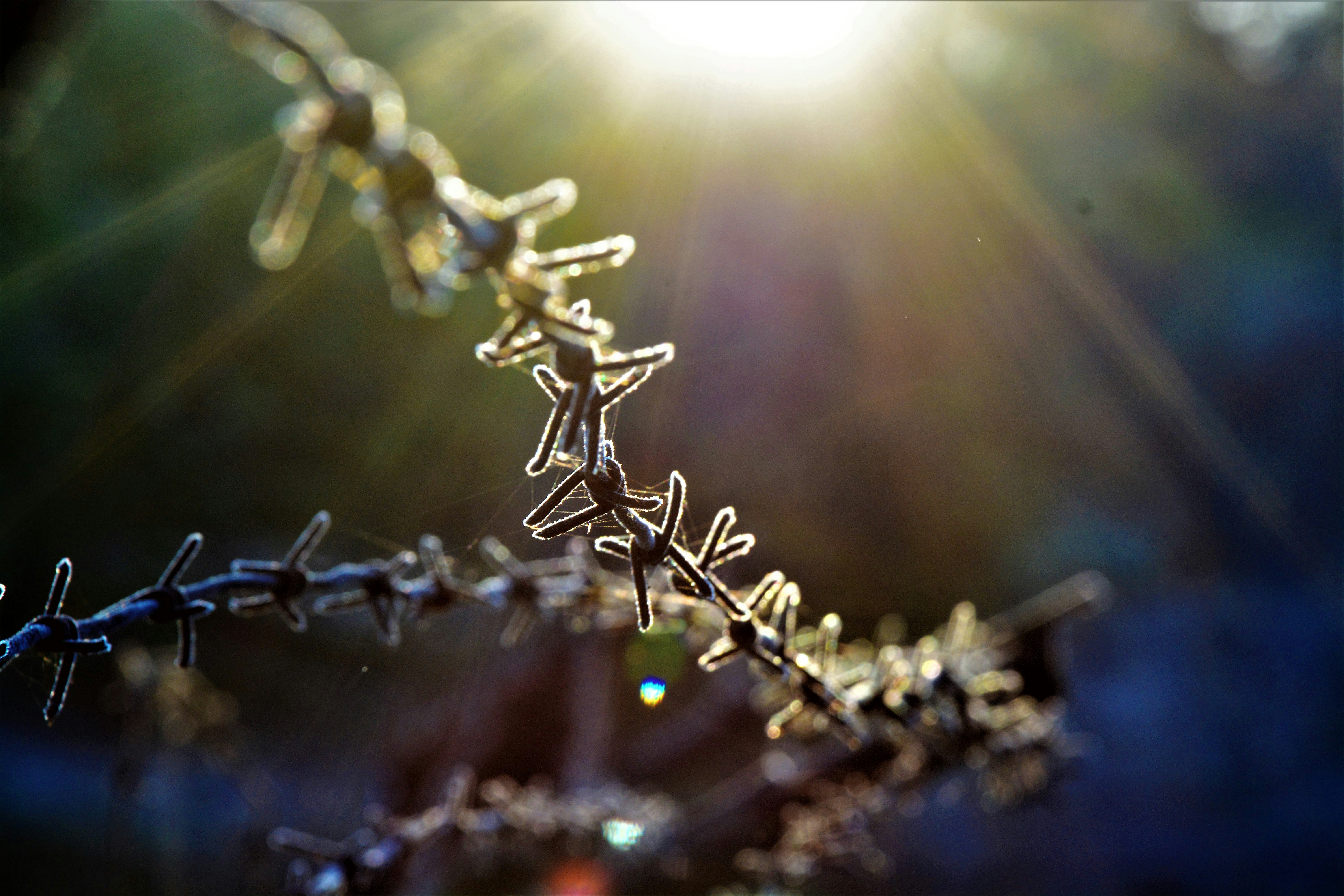 Dawn's Backlit Barbs: Frosted Wire in a Quiet Morning Glow