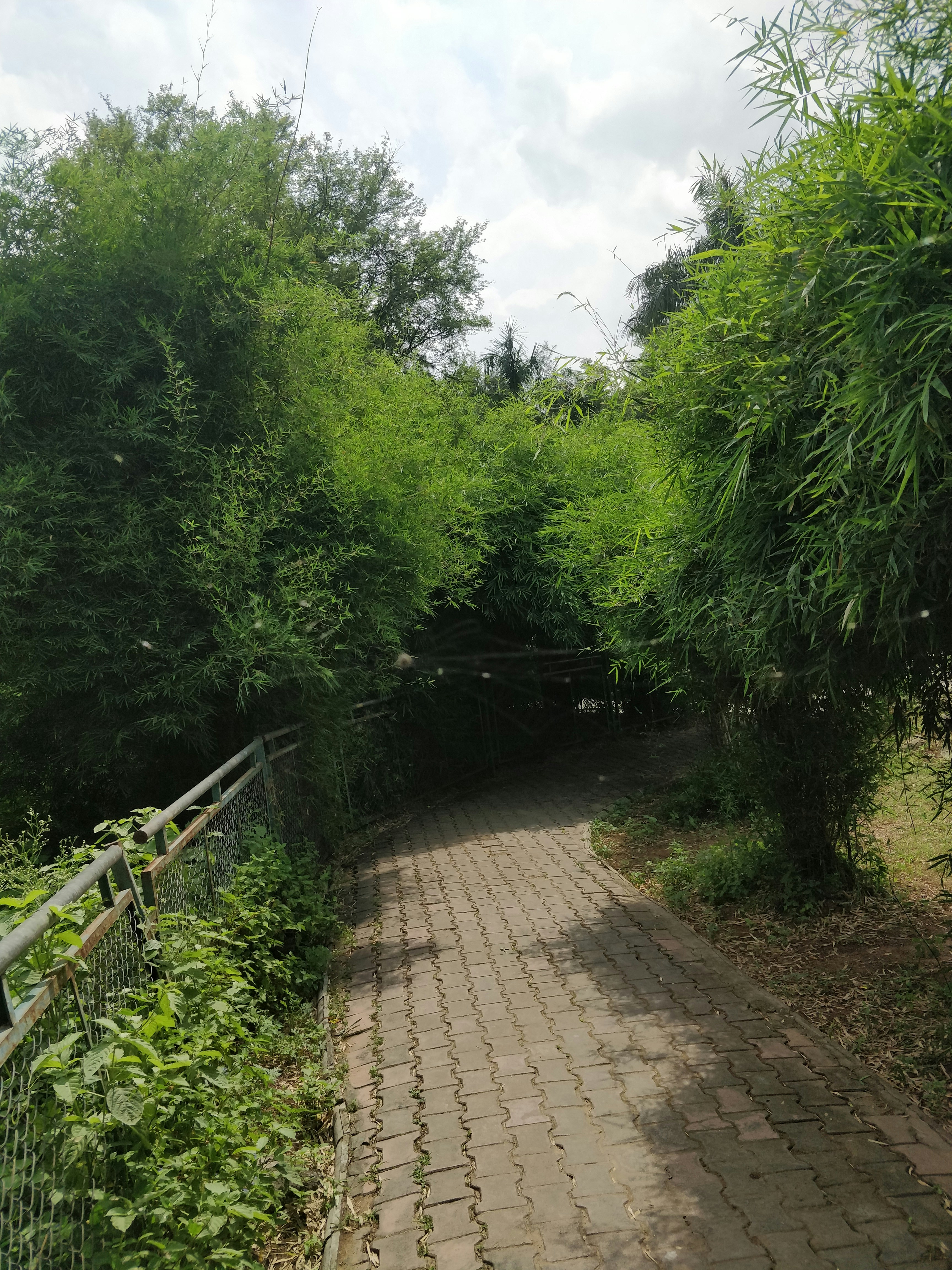 a brick path with trees on either side of it