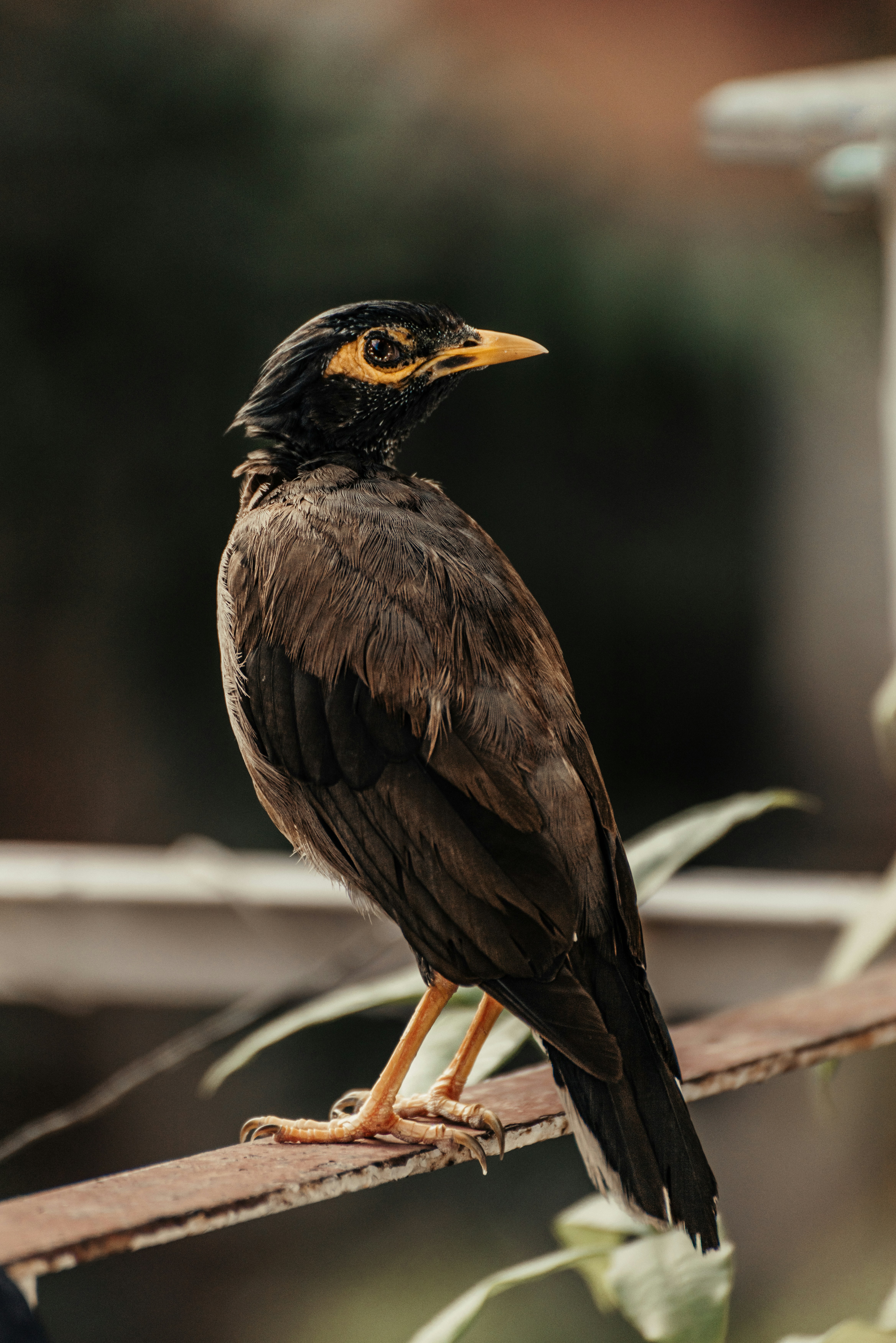 a bird standing on a branchMona Jain