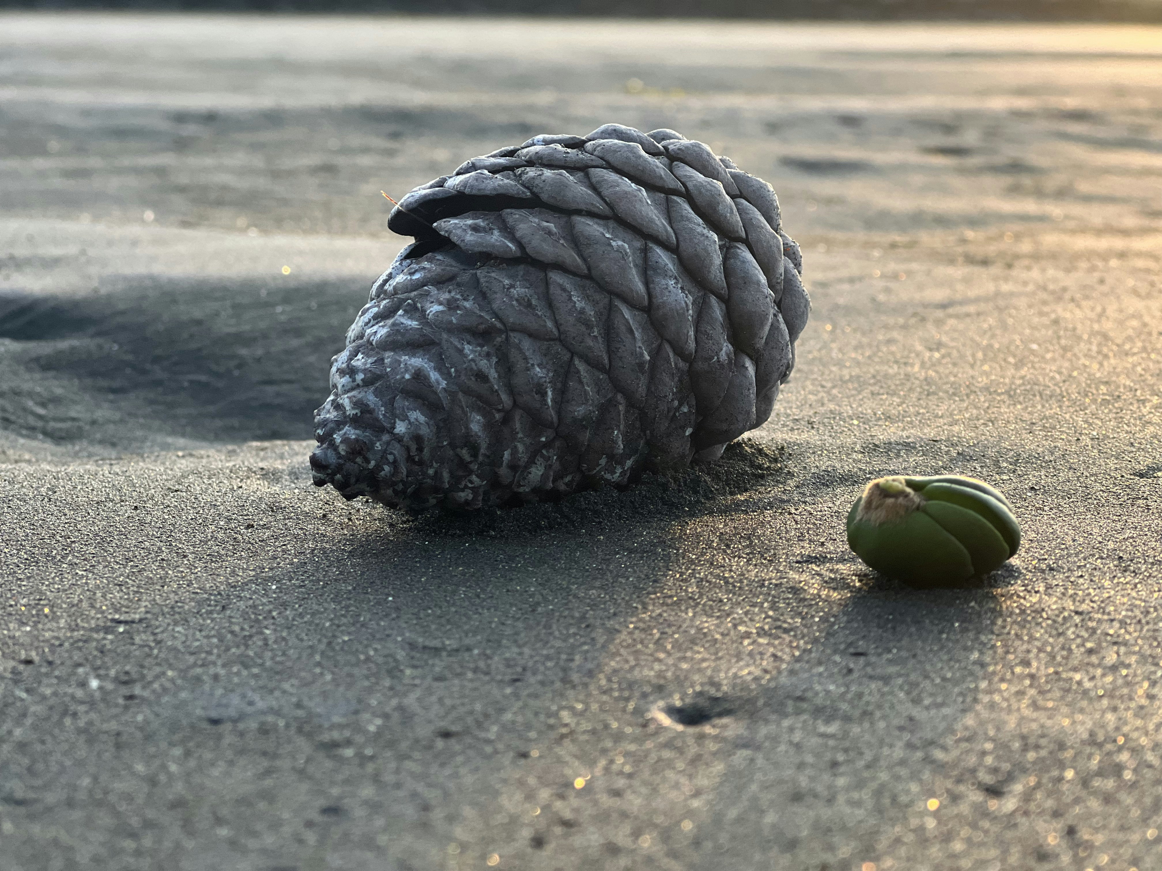 Una tortuga comiendo una fruta foto – Imagen de Playa de Muriwai ...