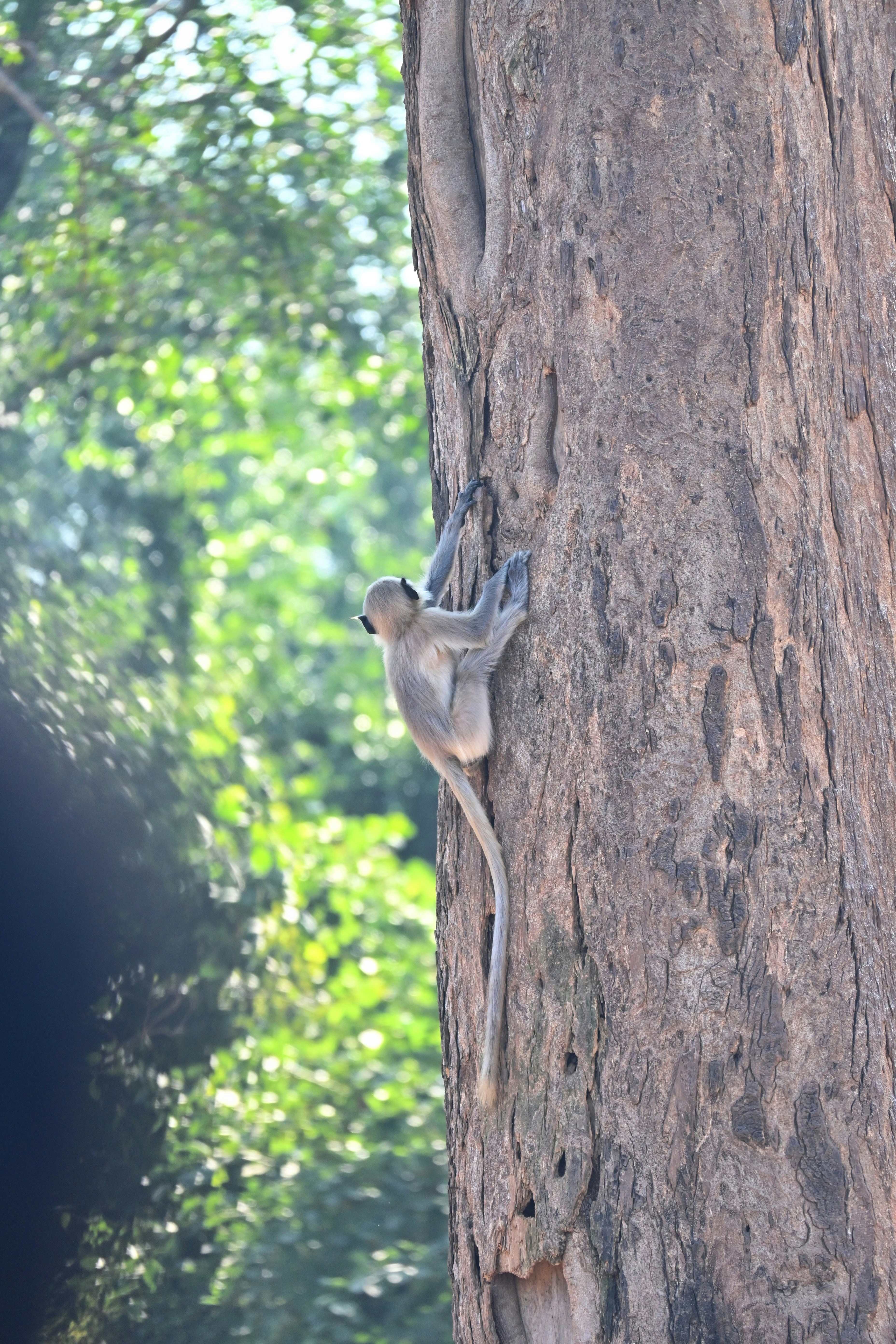 Tiny climber on a rugged trunk: a sunlit forest encounter