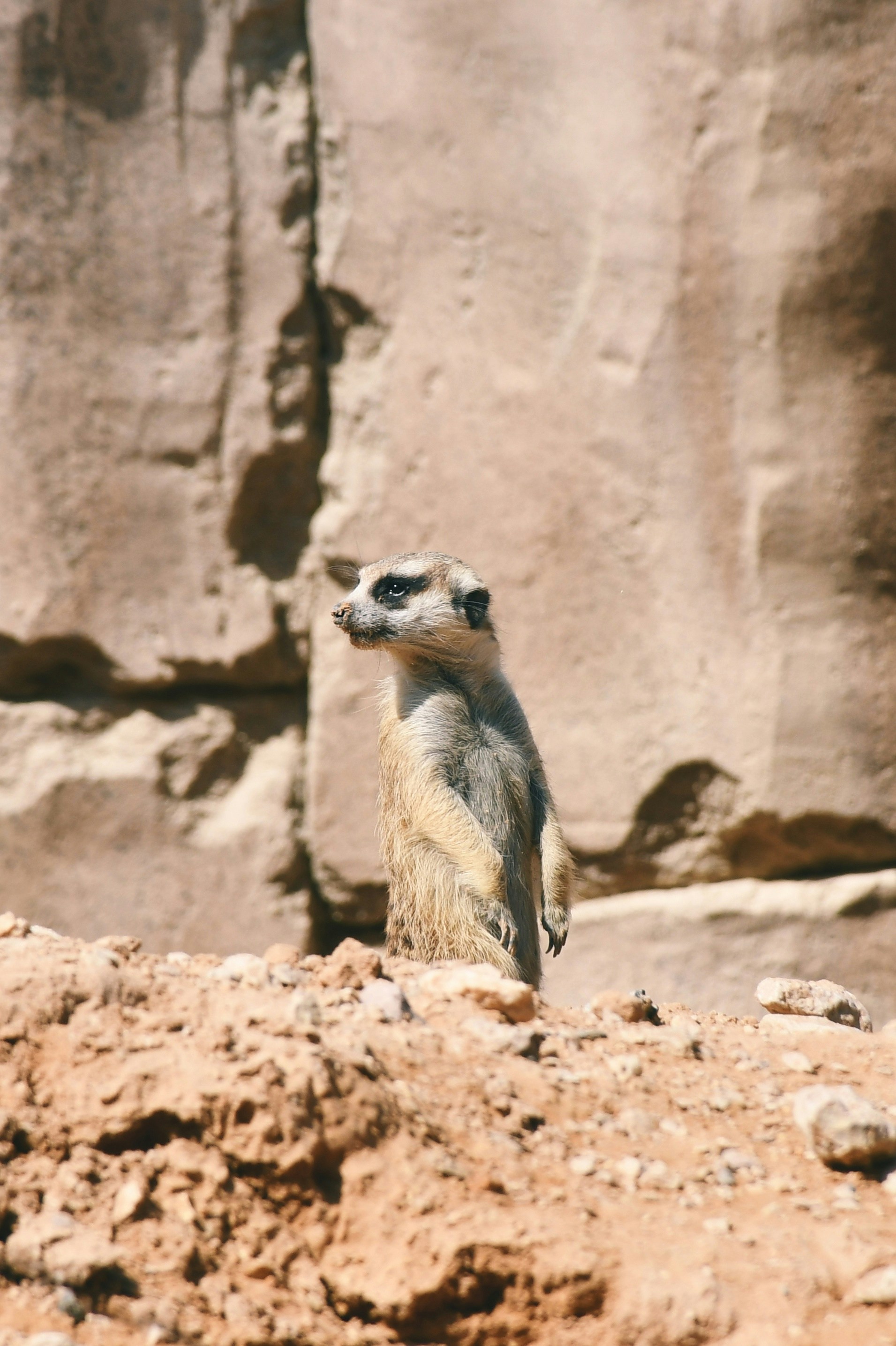 Vigil on the Dust Ridge: Meerkat Stands Watch Over Red Rock