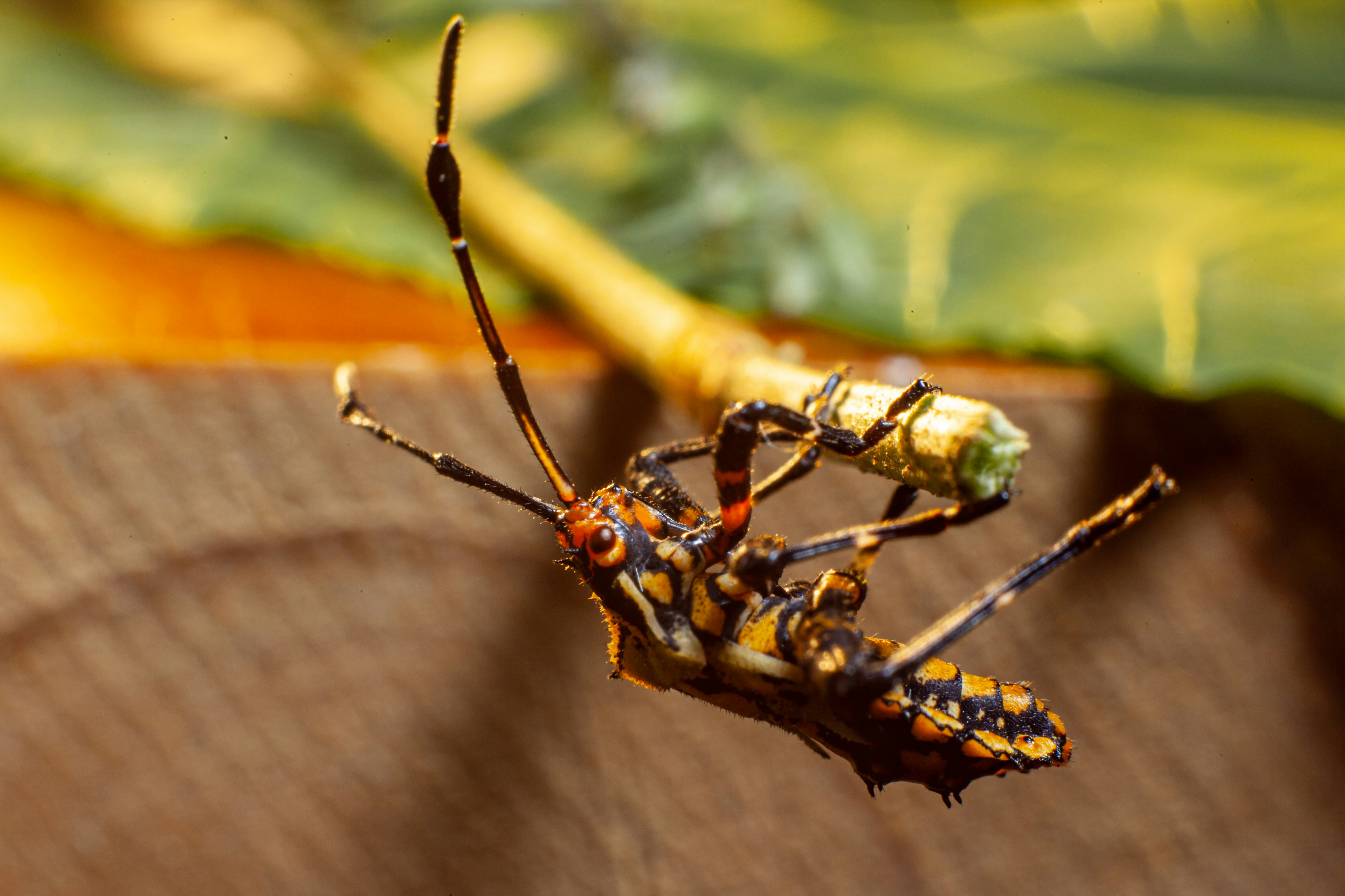 Insect Identification Guide