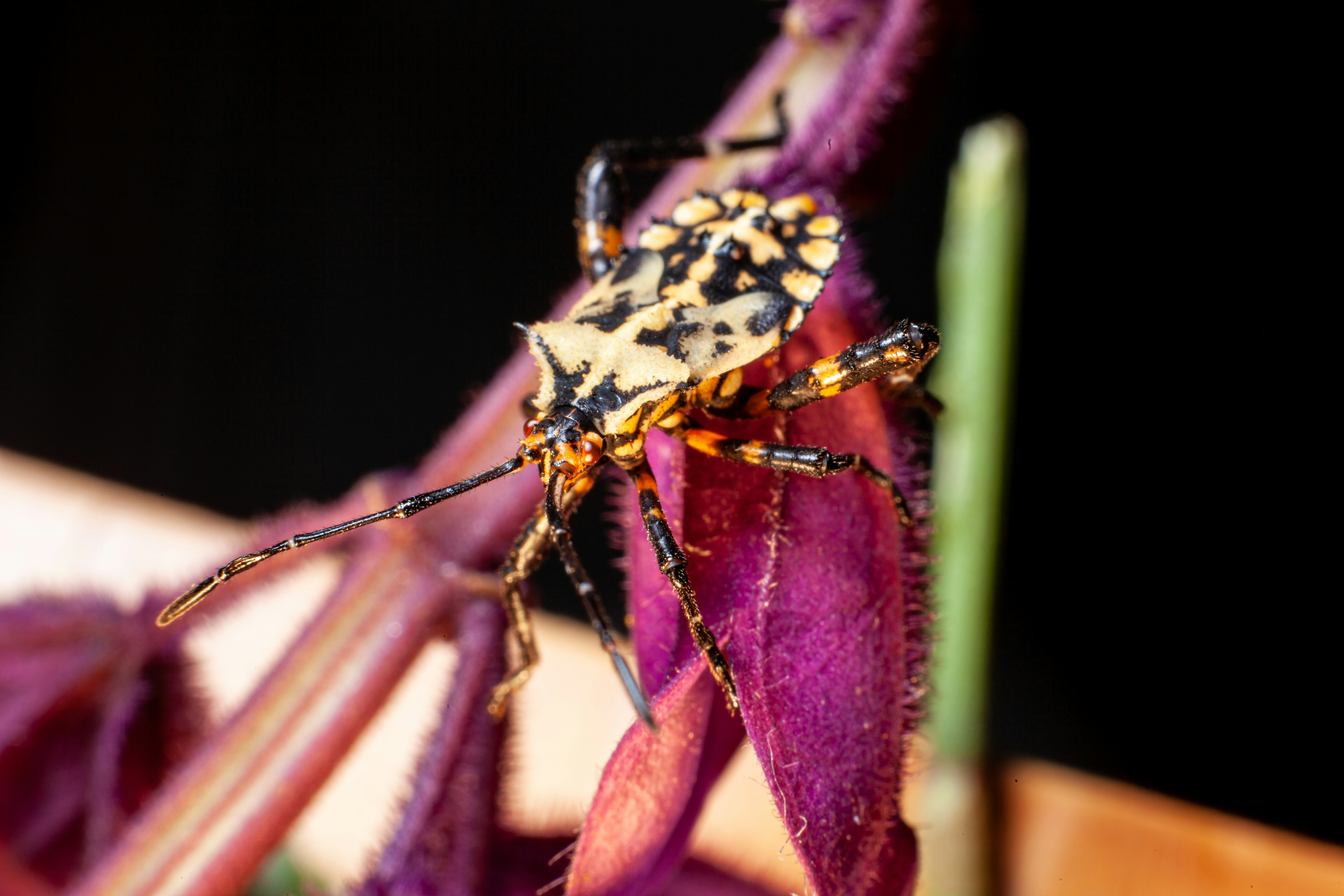 Foto Un insecto colorido en una hoja – Imagen Animal gratis en Unsplash