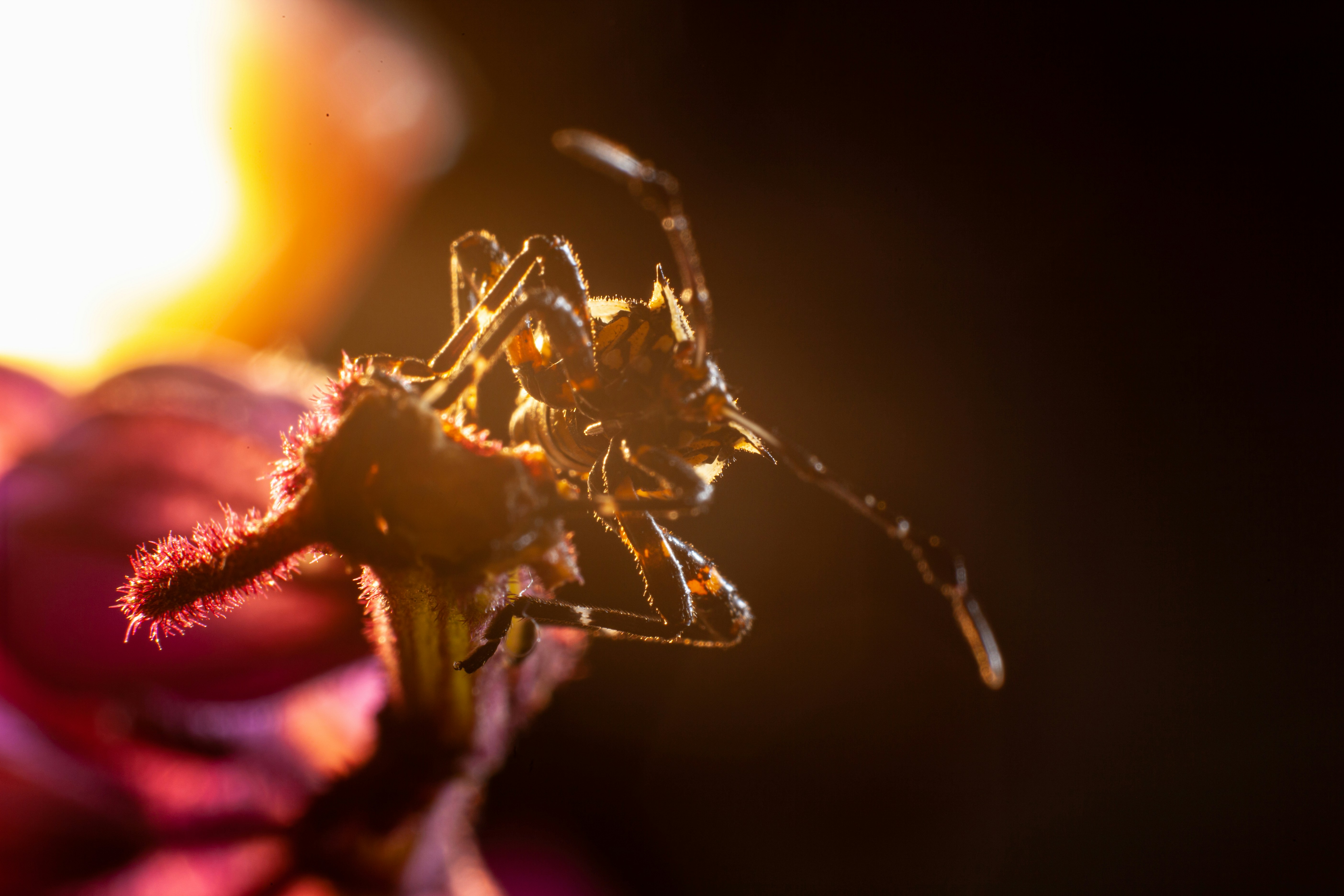 Backlit Macro: A Spider Adrift on a Petal's Edge
