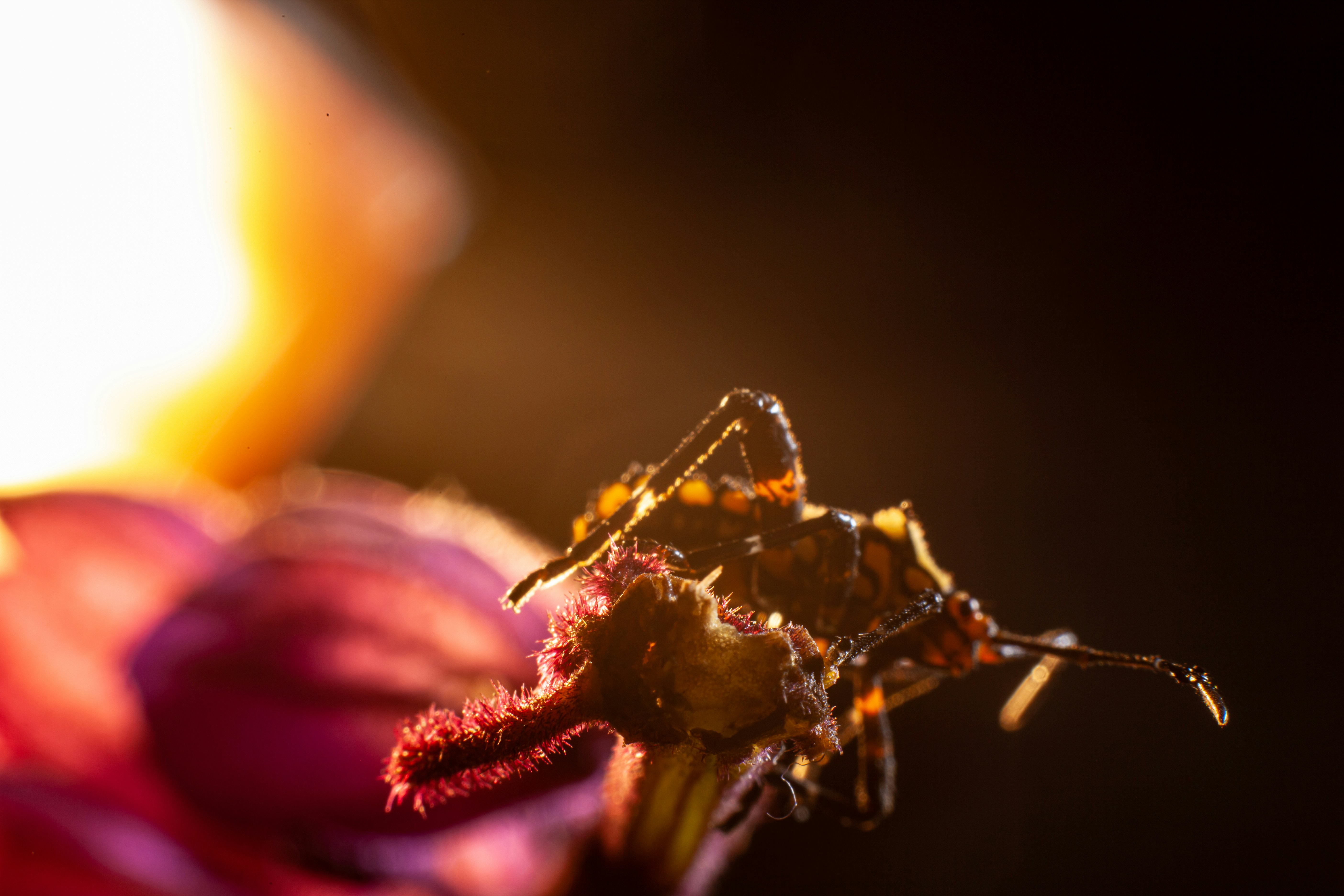 Photo by Ian Talmacs with Canon EOS 5D Mark II