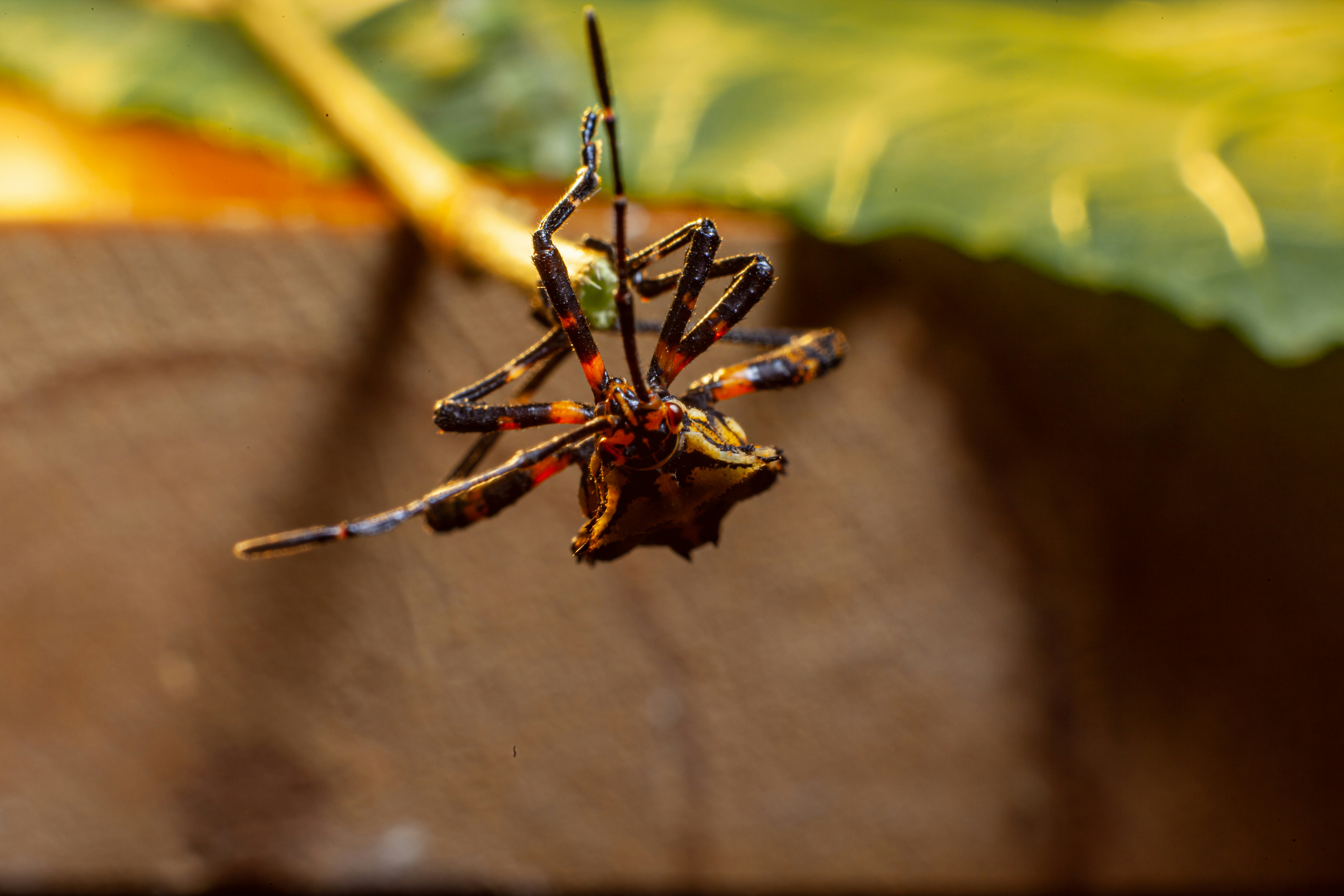 Sinister Spider, Clinging to a Midnight Twig