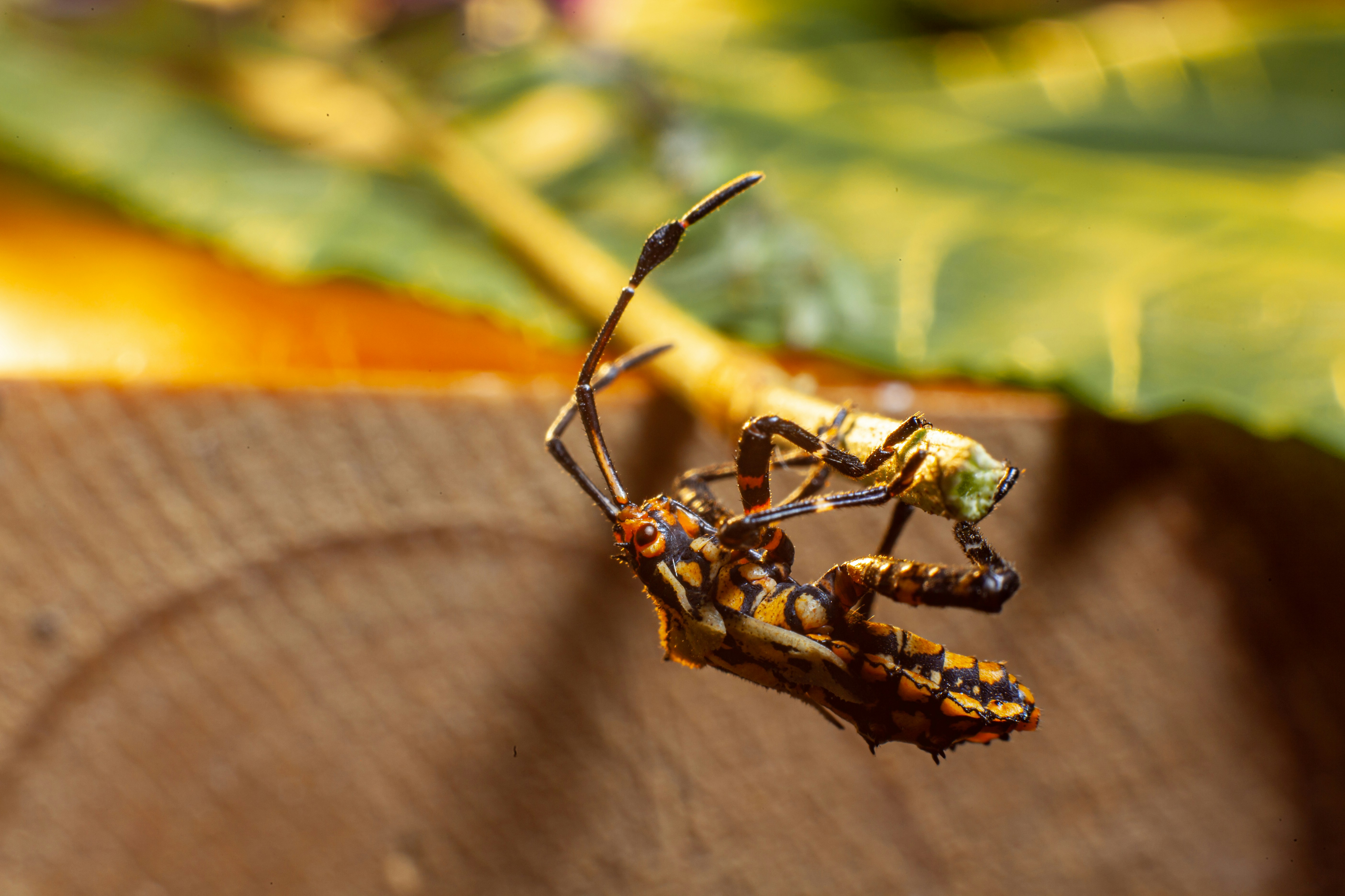 Midair Contortion: A Striped Insect Suspends Against Autumn Light