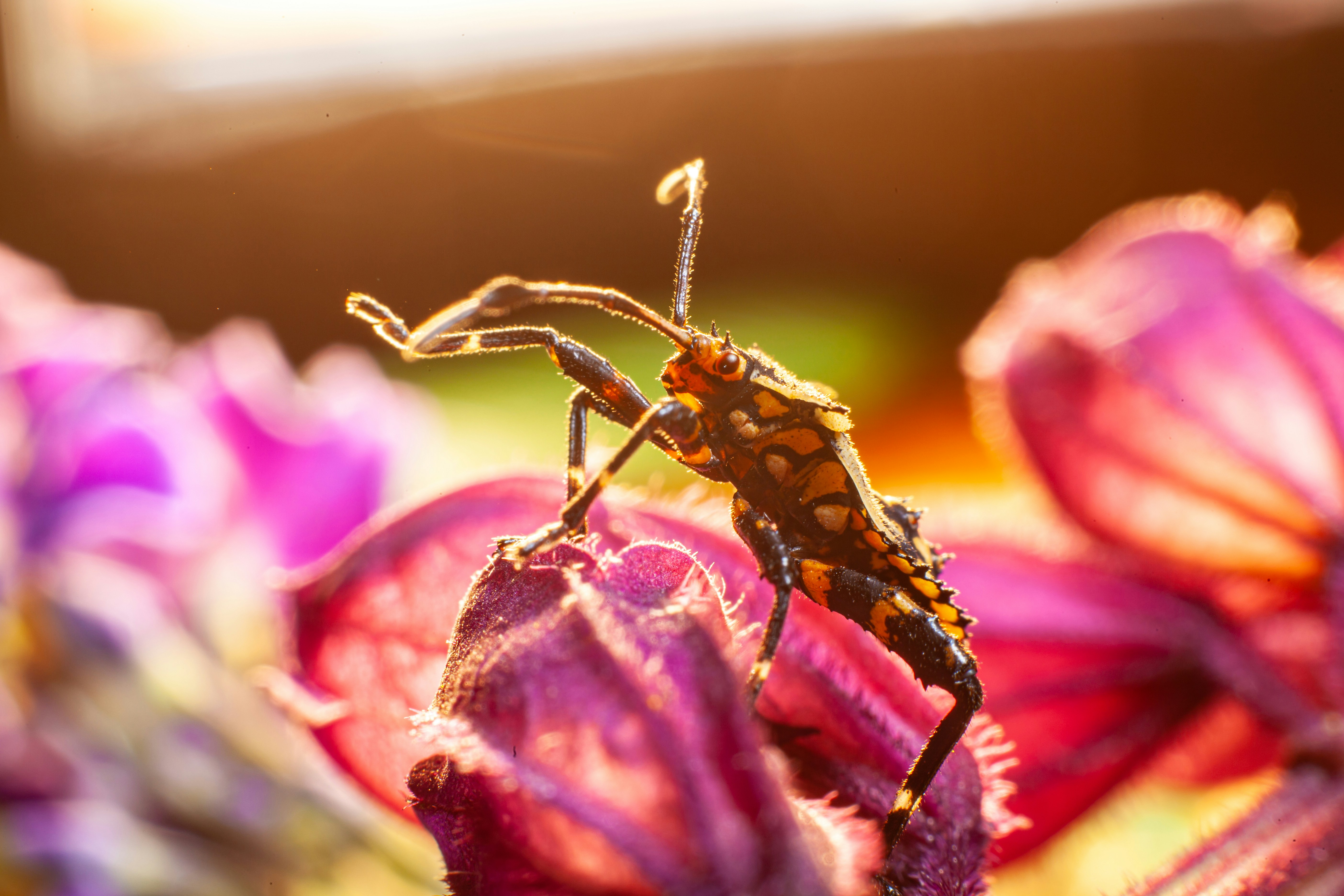 Sunlit Ember on Velvet Purple Blooms