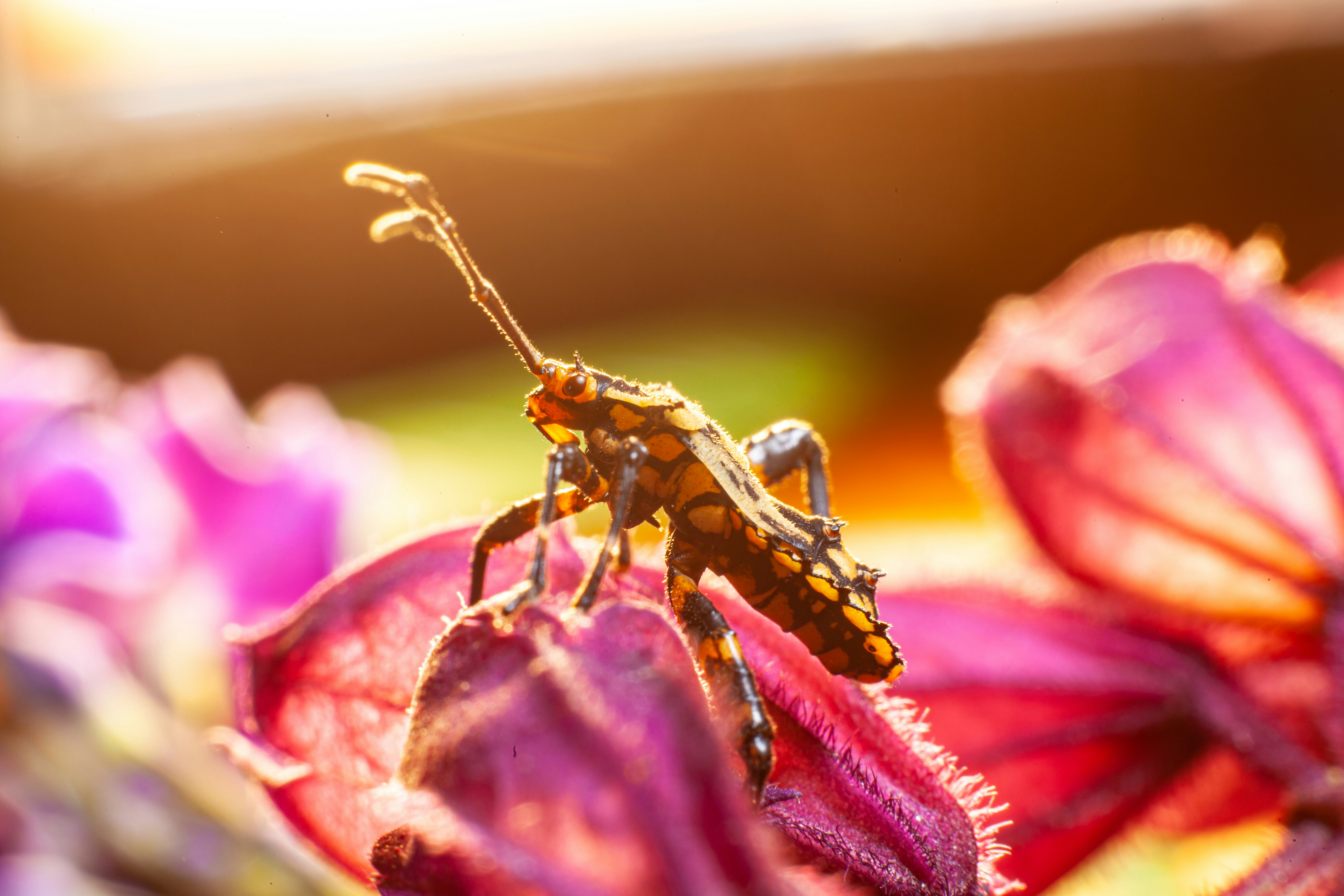 Backlit Mantid on a Bloom: A Close-Up of Nature’s Detail