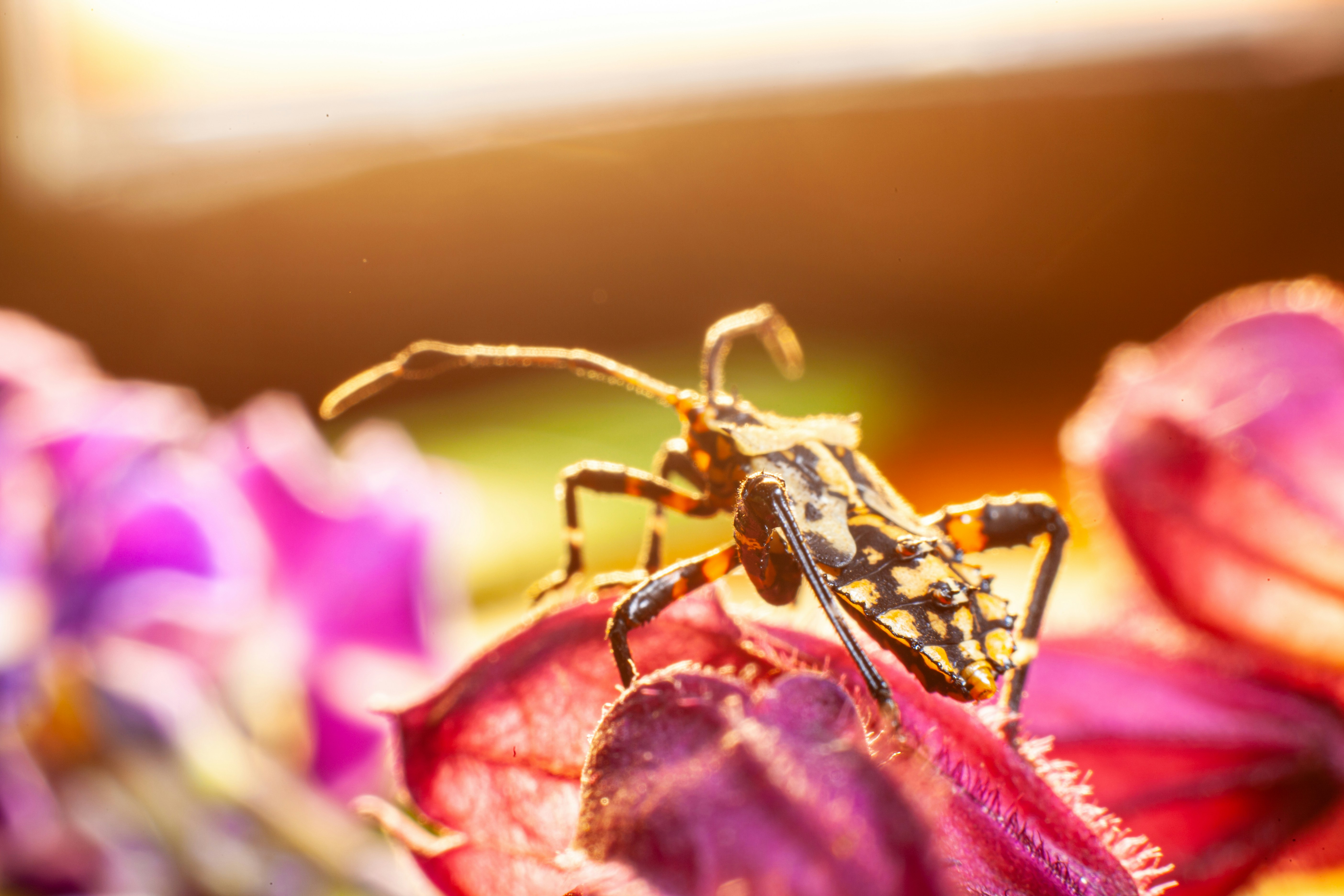 Une abeille sur une fleur photo – Photo Animal Gratuite sur Unsplash