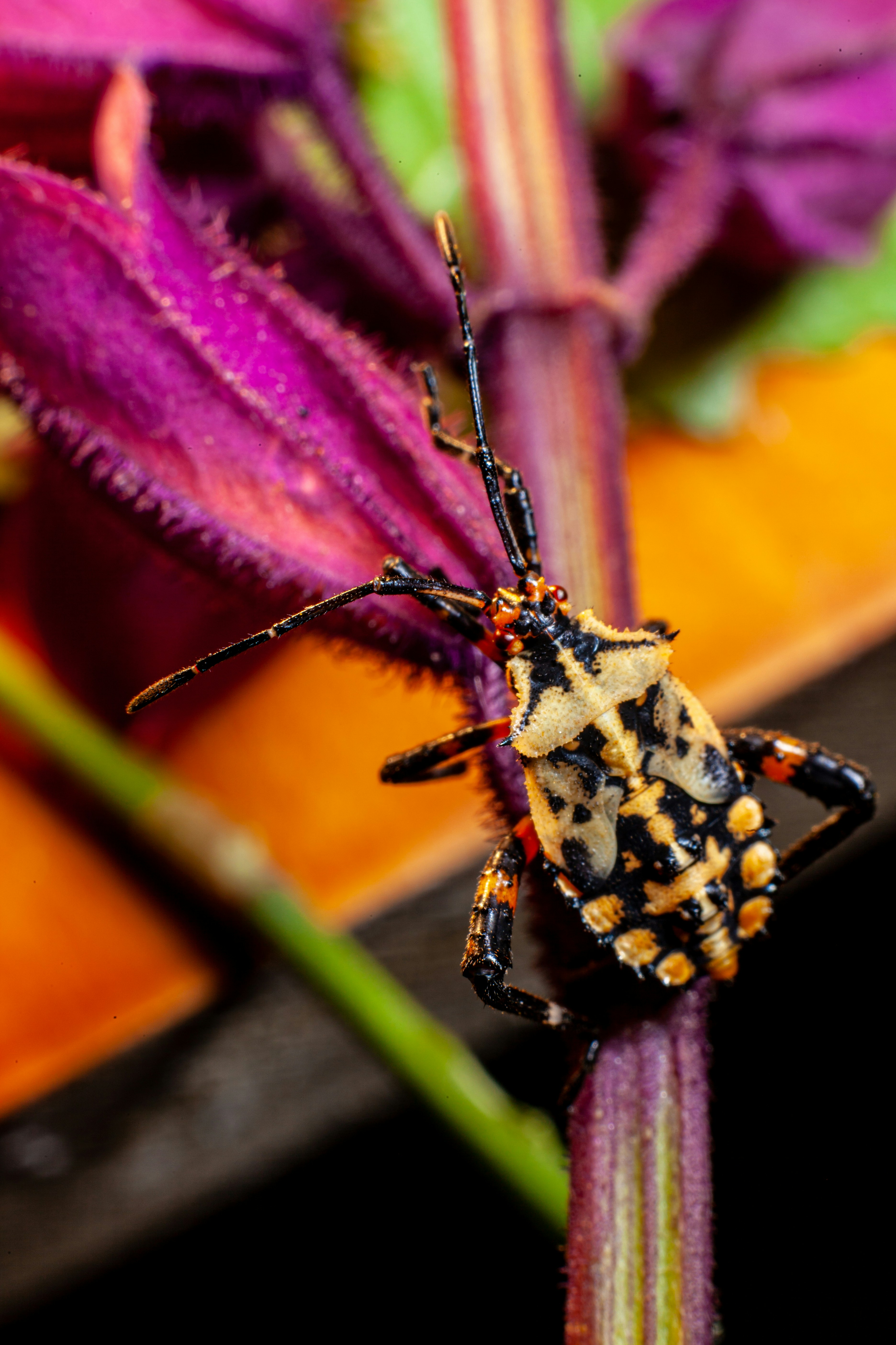 A close up of a bug photo – Free Petal Image on Unsplash