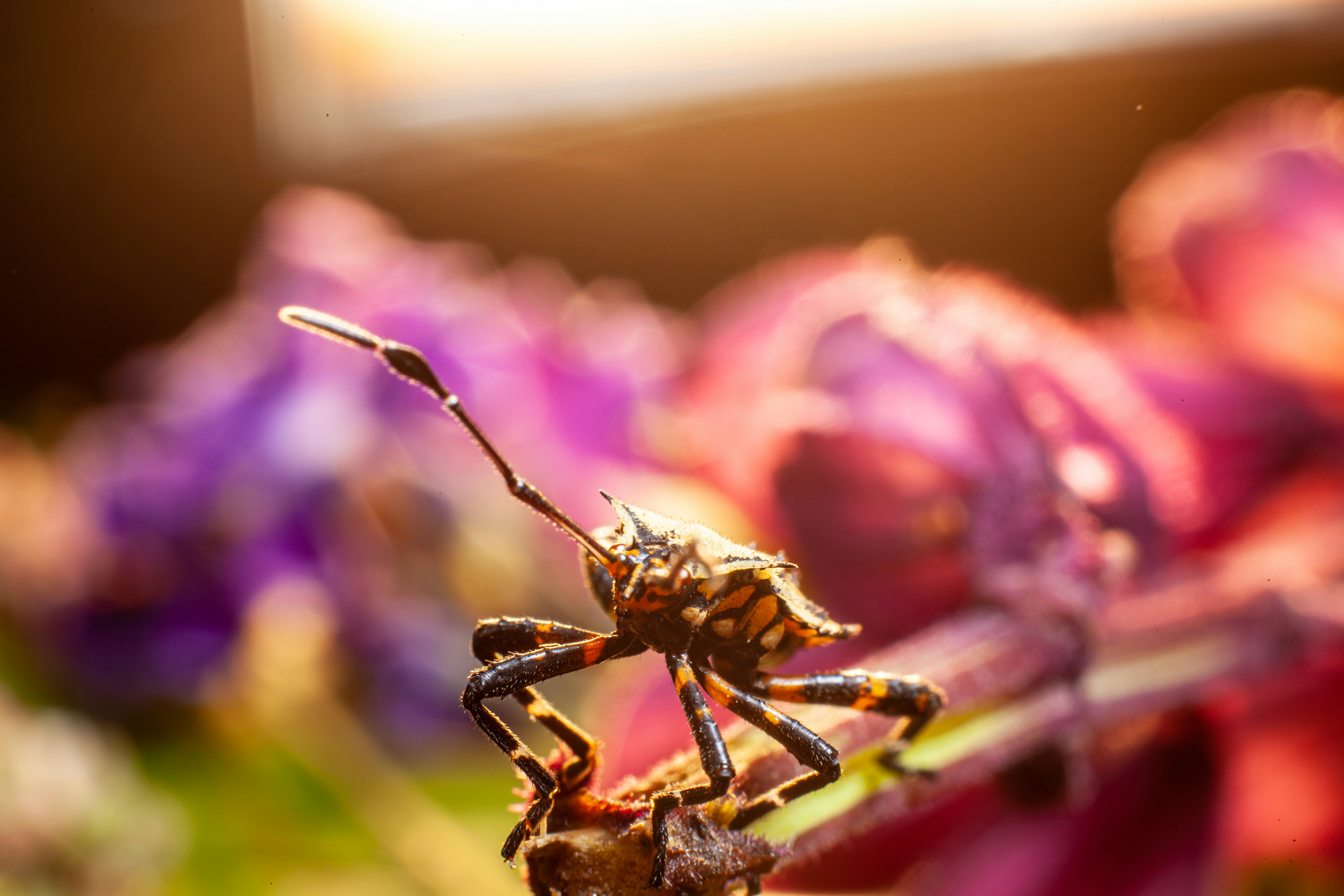 Backlit Macro Moment: a tiny insect on a sunlit blossom
