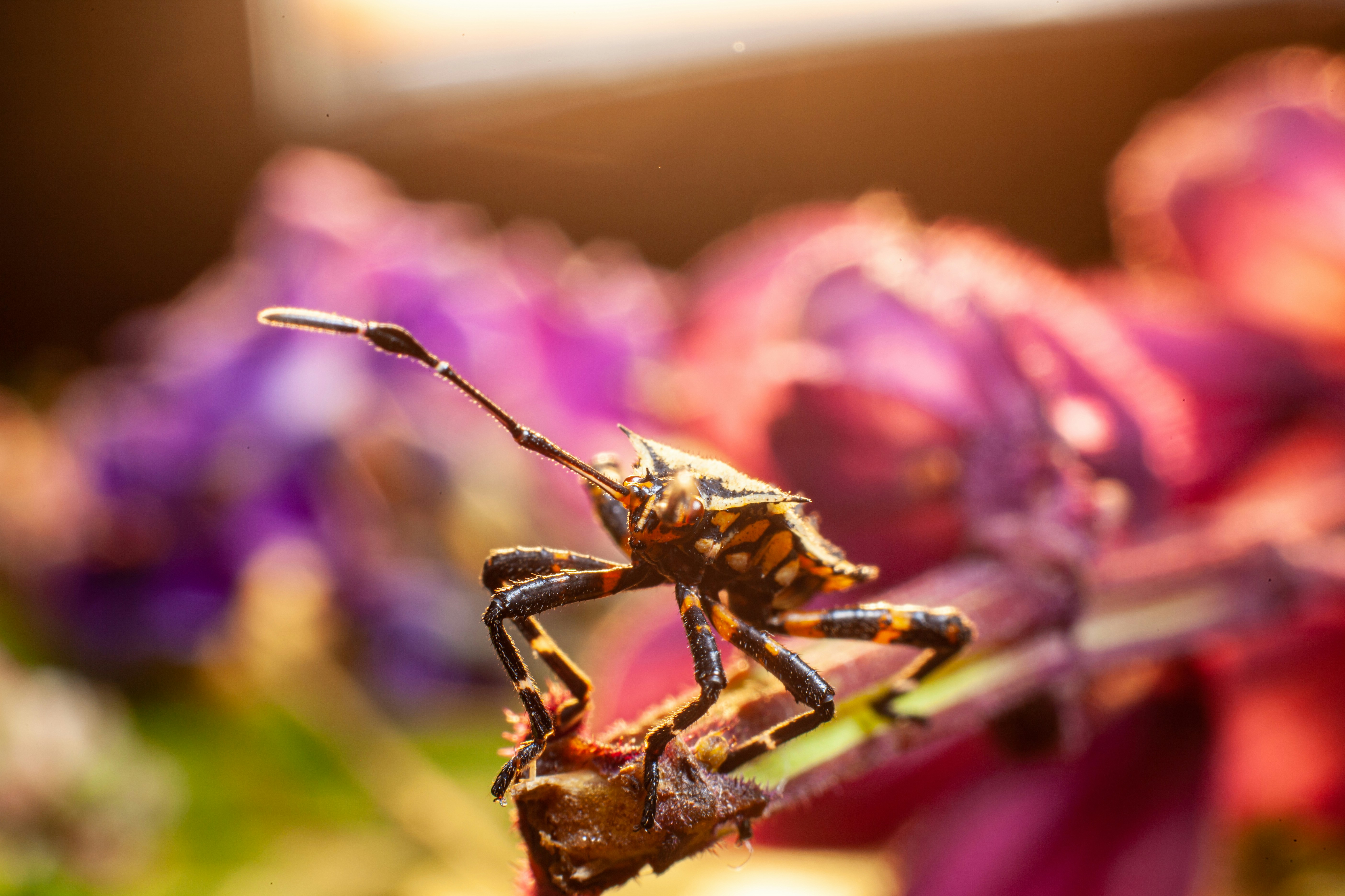 Un insecte sur une plante photo – Photo Animal Gratuite sur Unsplash