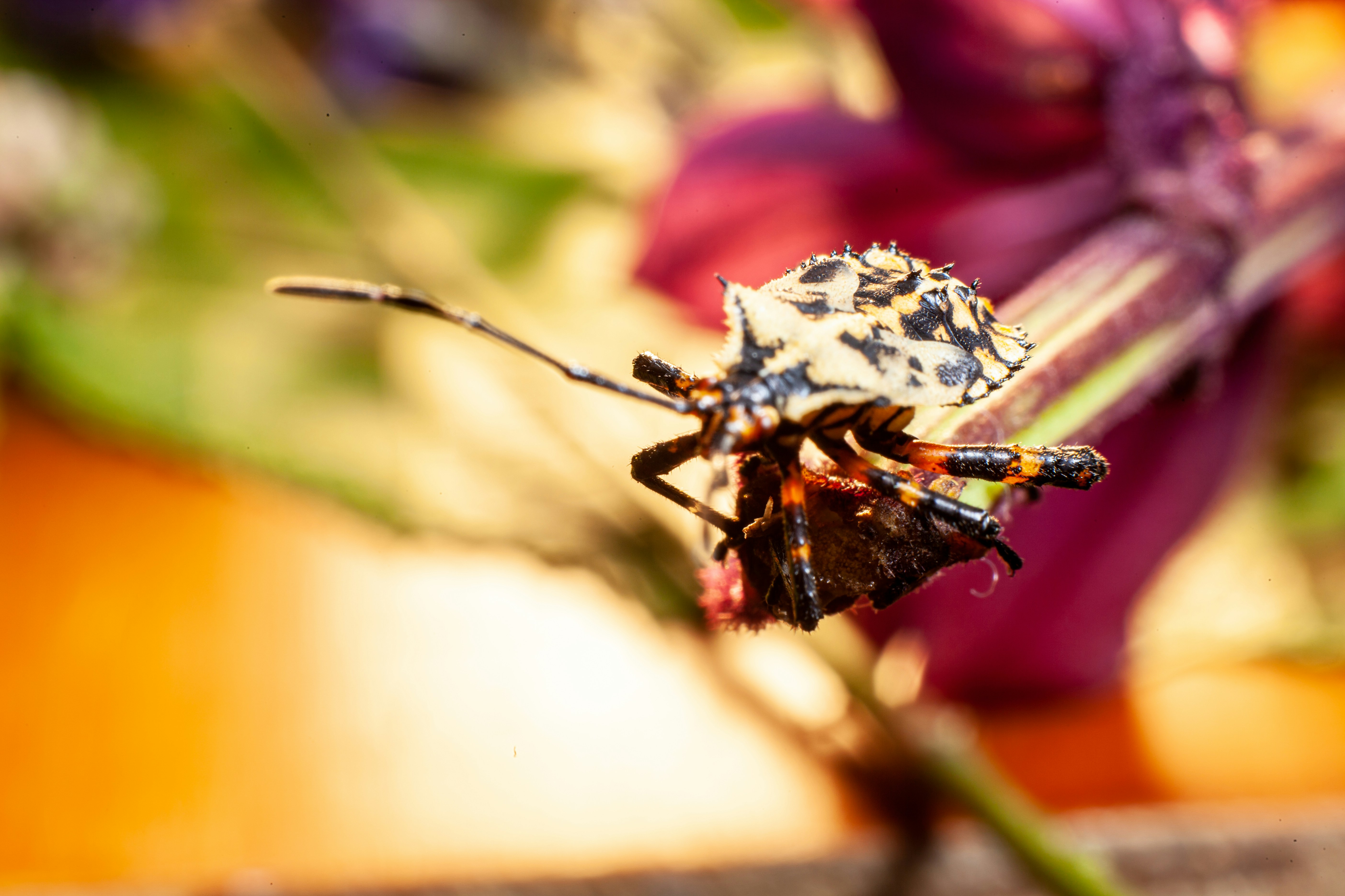 Shield Bug on a Sunlit Twig: A Quiet Macro Moment