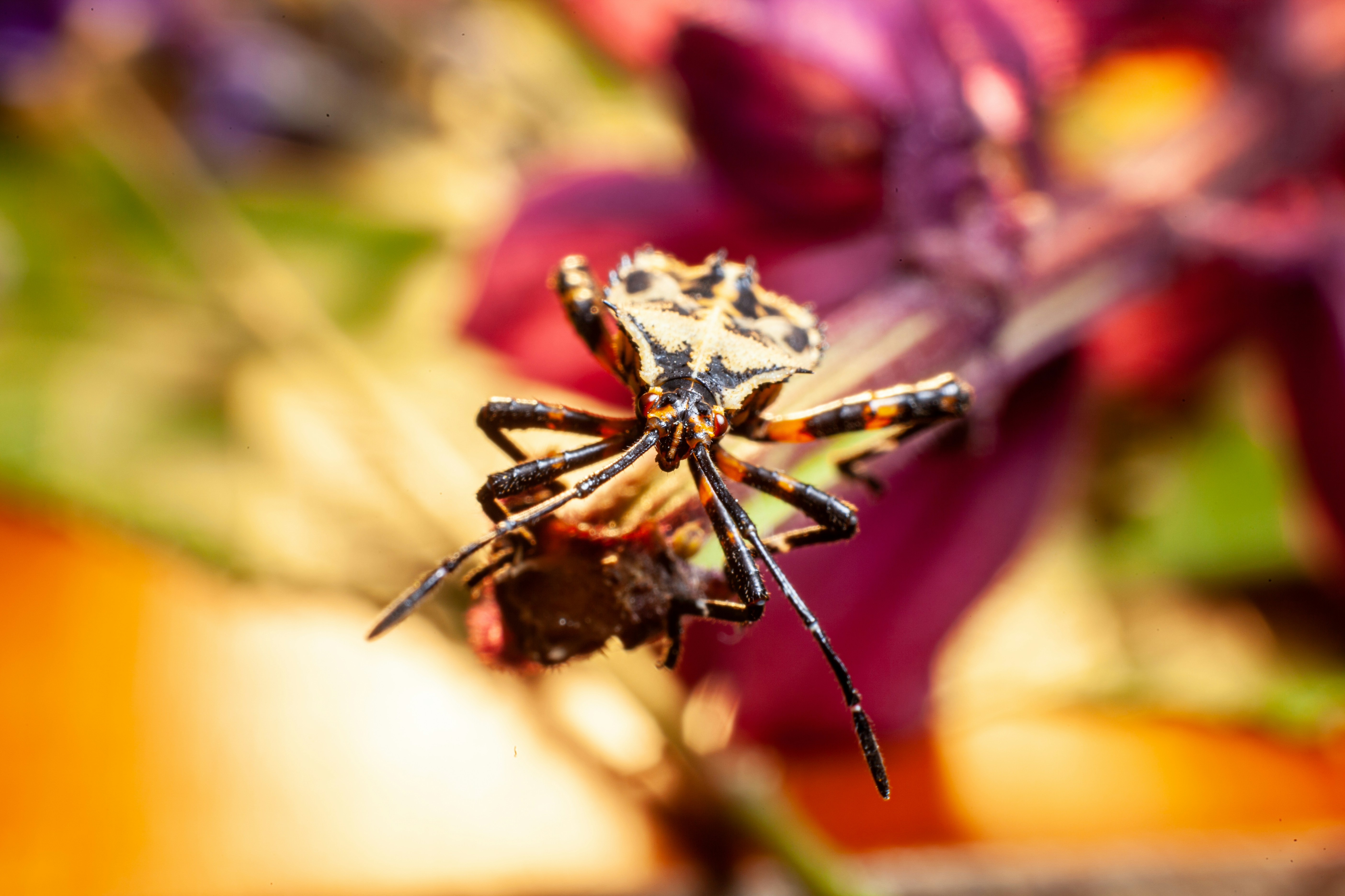 Shieldbug Sentinel on a Sunlit Petal