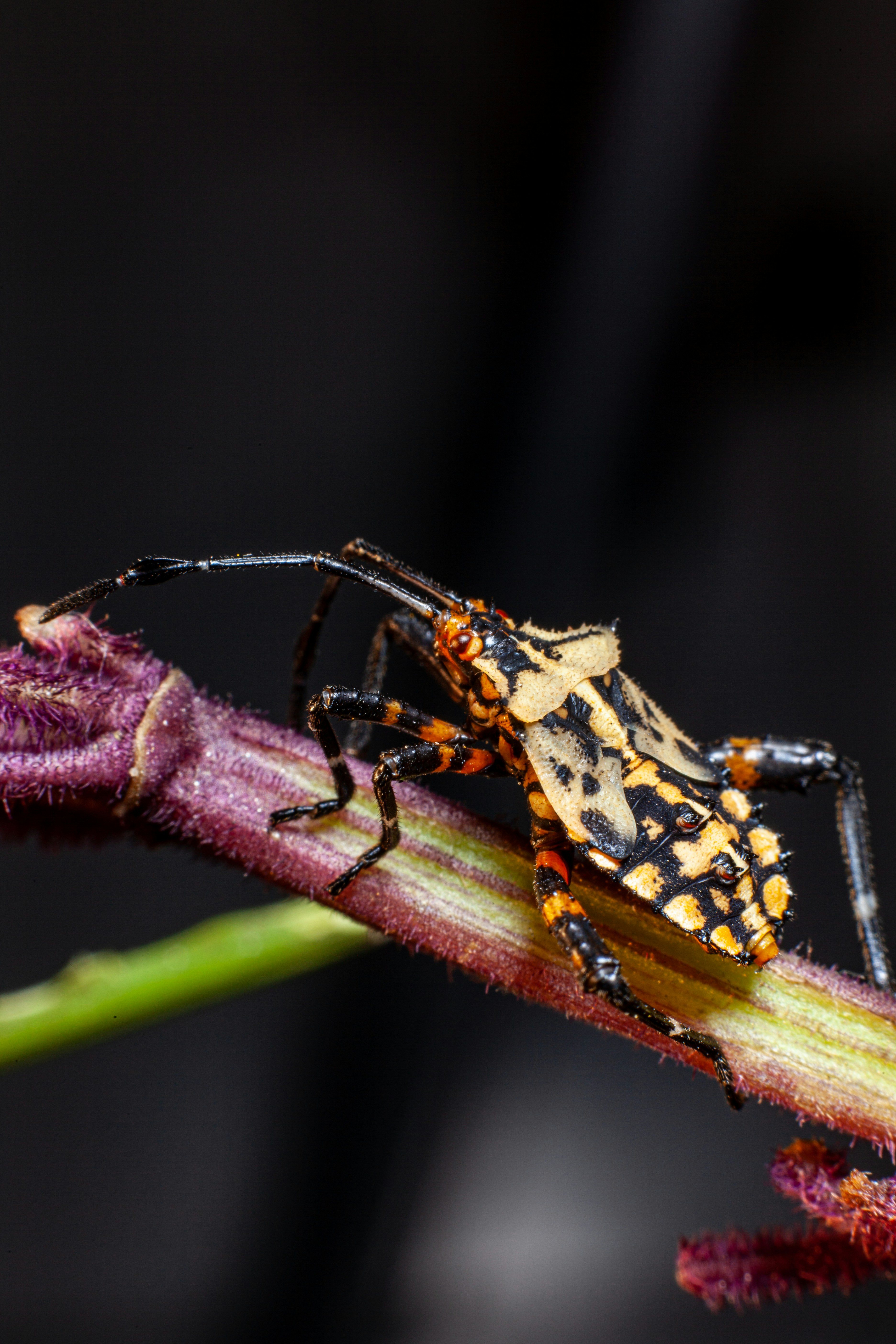 Harlequin Shieldbug on Velvet Stem: A Close-Up Macro Portrait