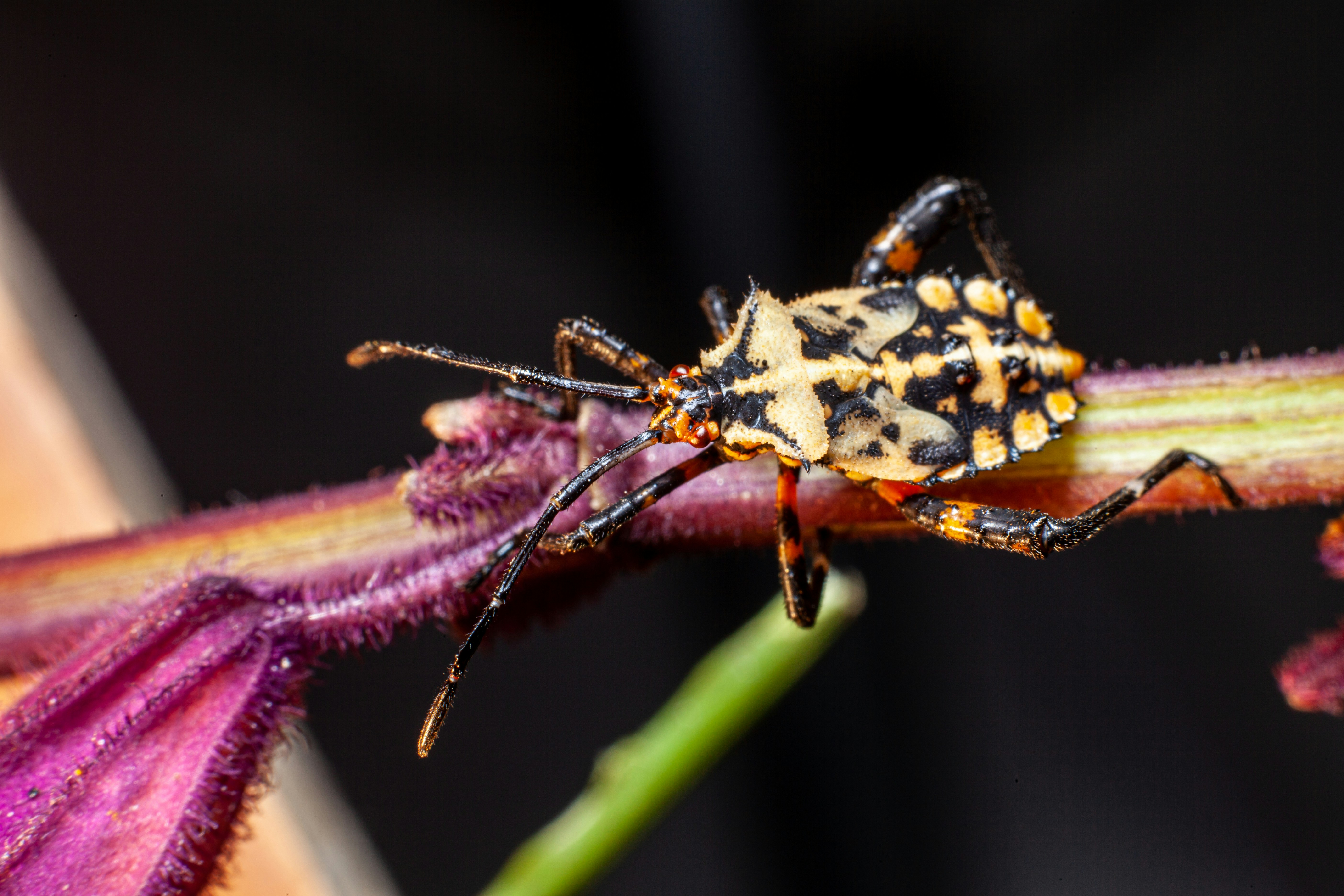 A close up of a bug photo – Free Petal Image on Unsplash