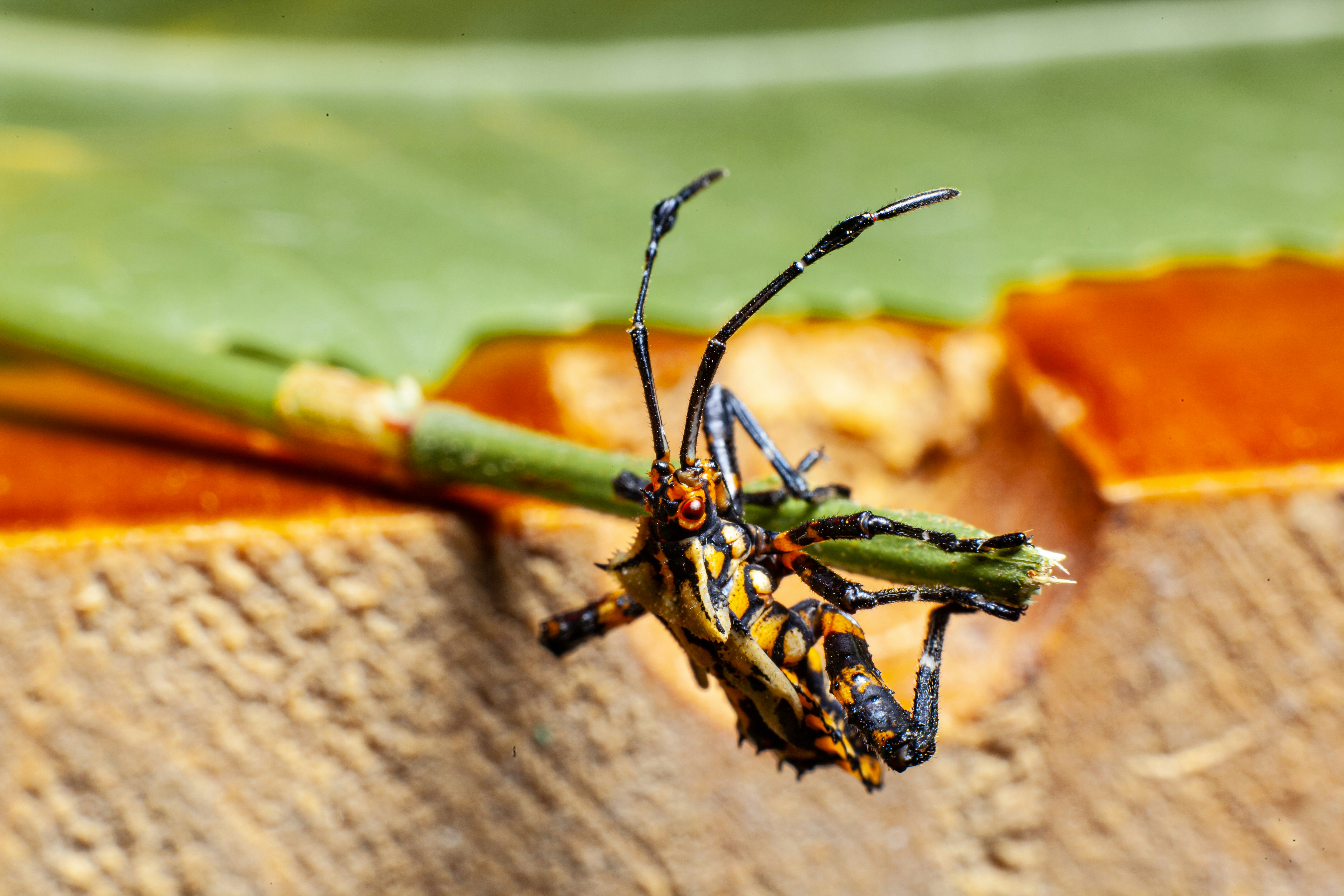 A black and orange insect photo – Free Animal Image on Unsplash