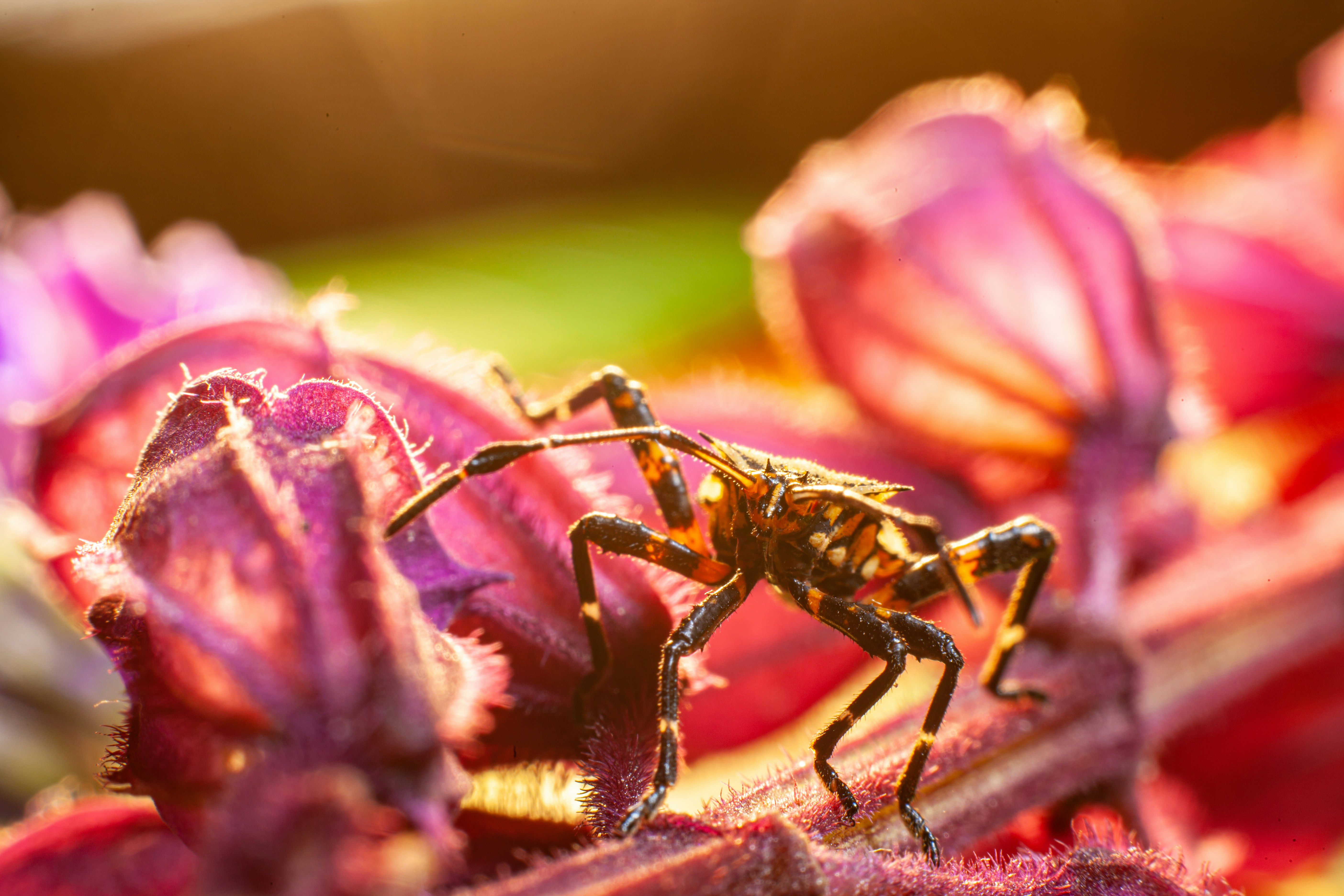 Crab Spider on a Velvet Bloom in Warm Backlight